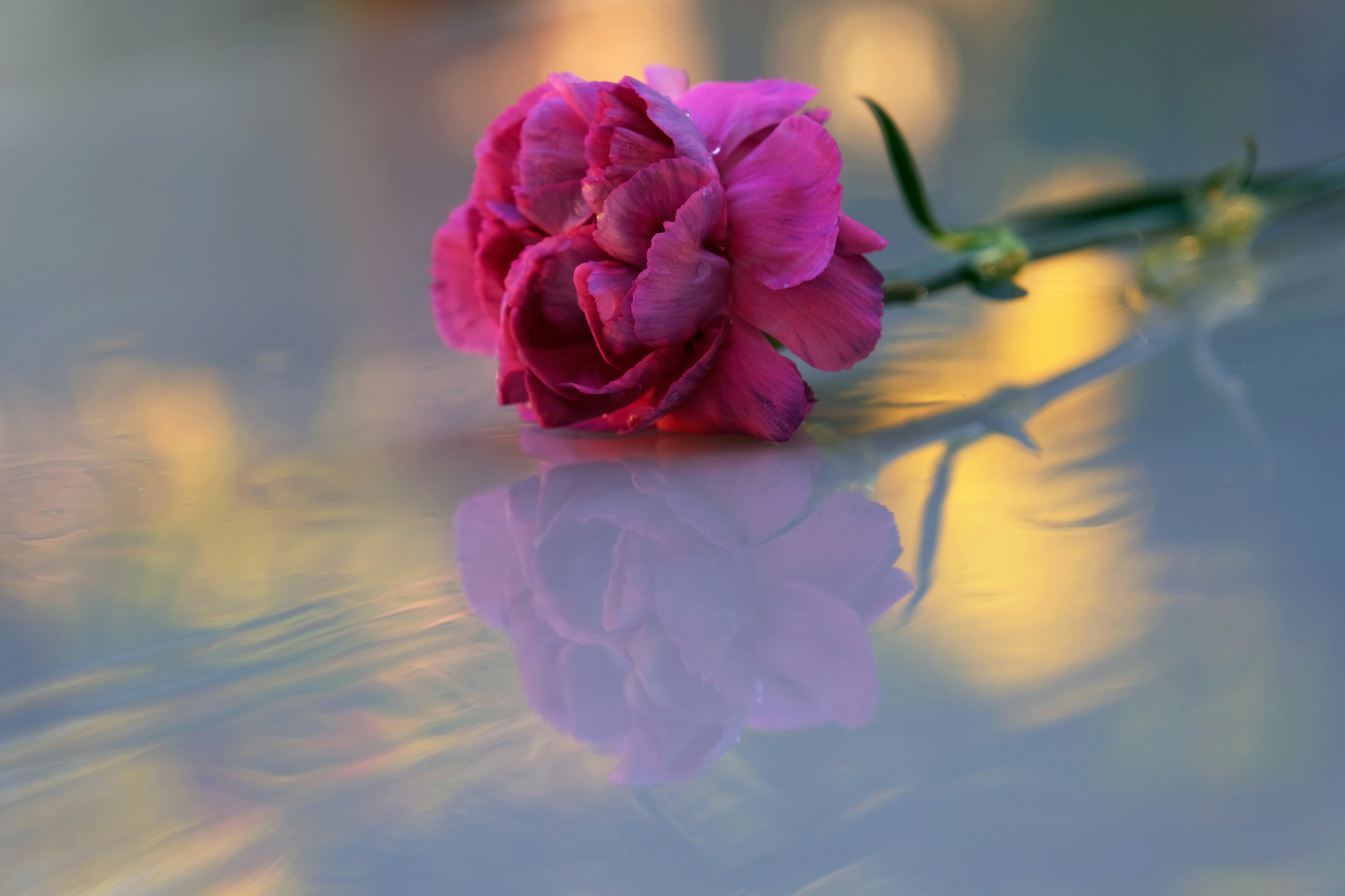 Whisper of a Petal's Reflection