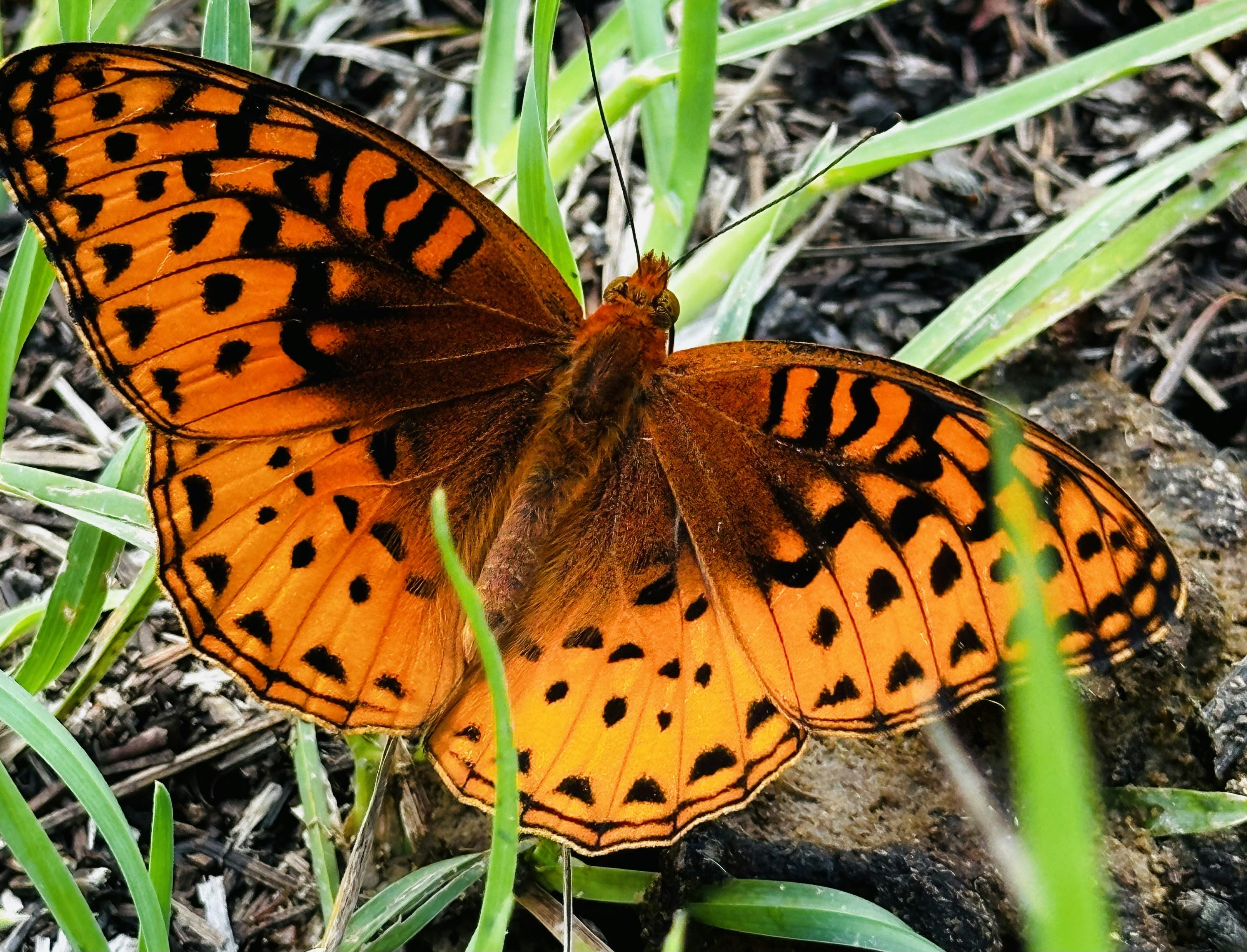 Sunlit Emberwing on a Mossy Stage: An Orange Butterfly with Bold Black Pattern