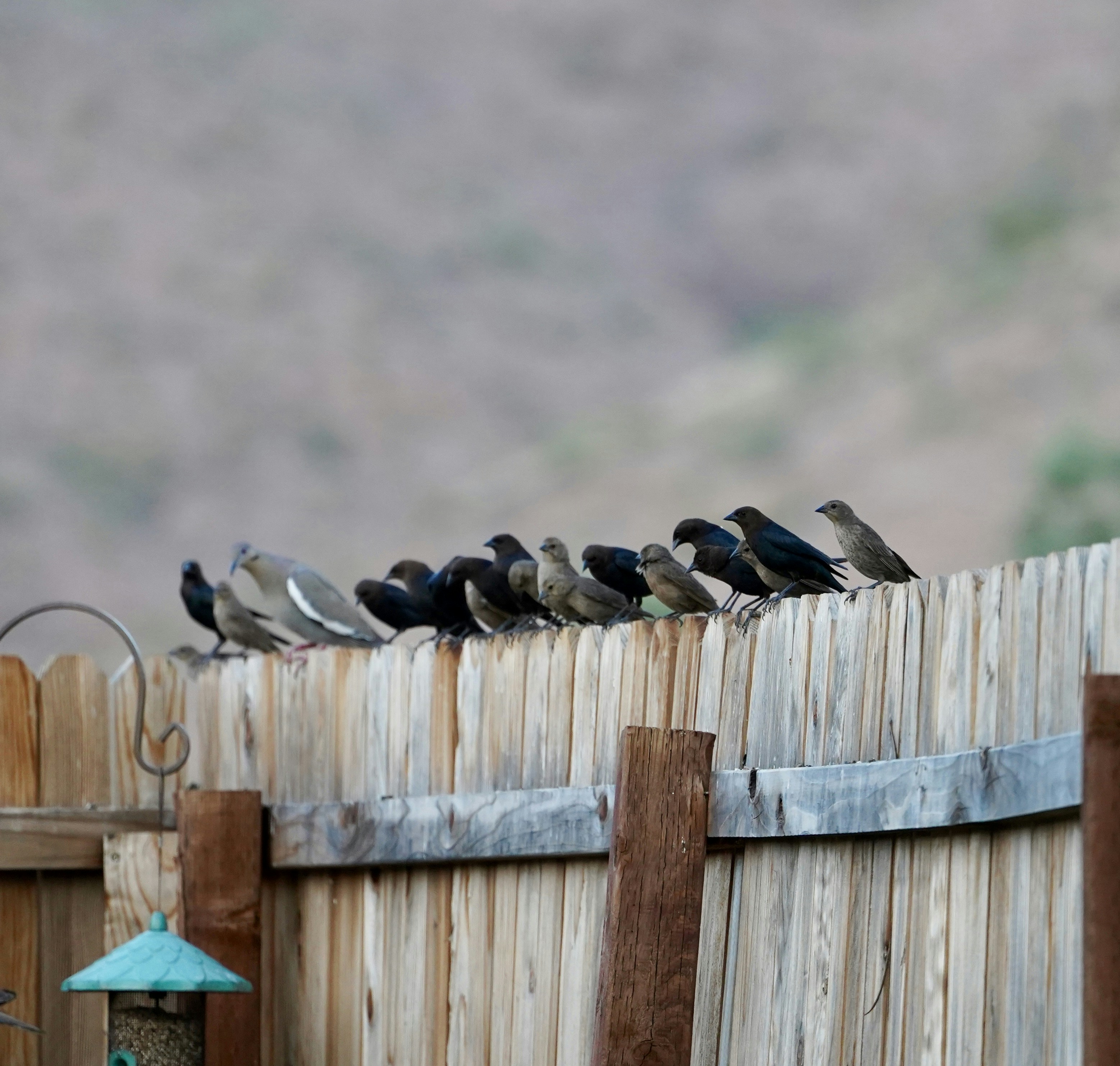 Row of perched birds along a weathered wooden fence