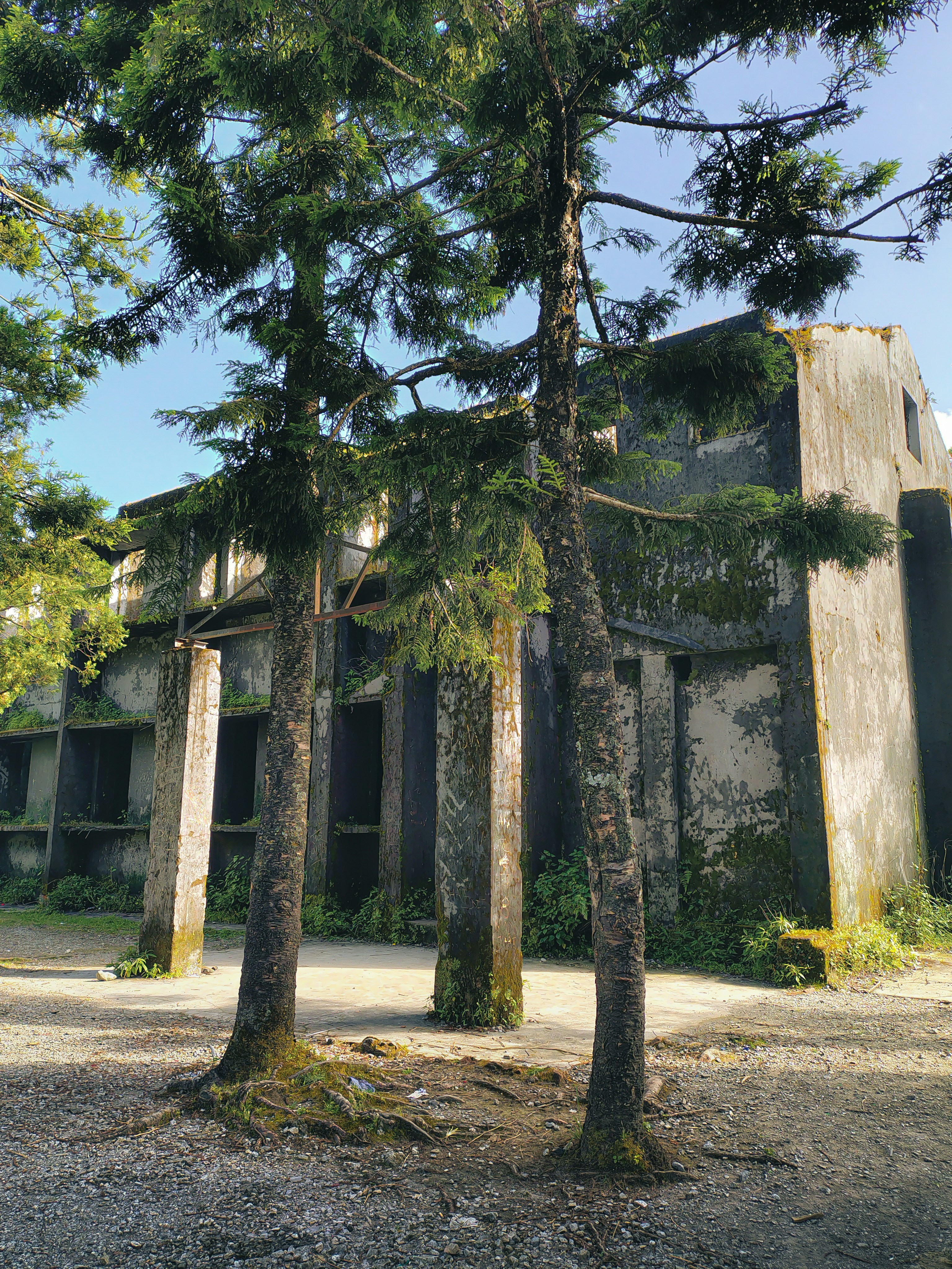 Pines Crown a Silent Concrete Ruin