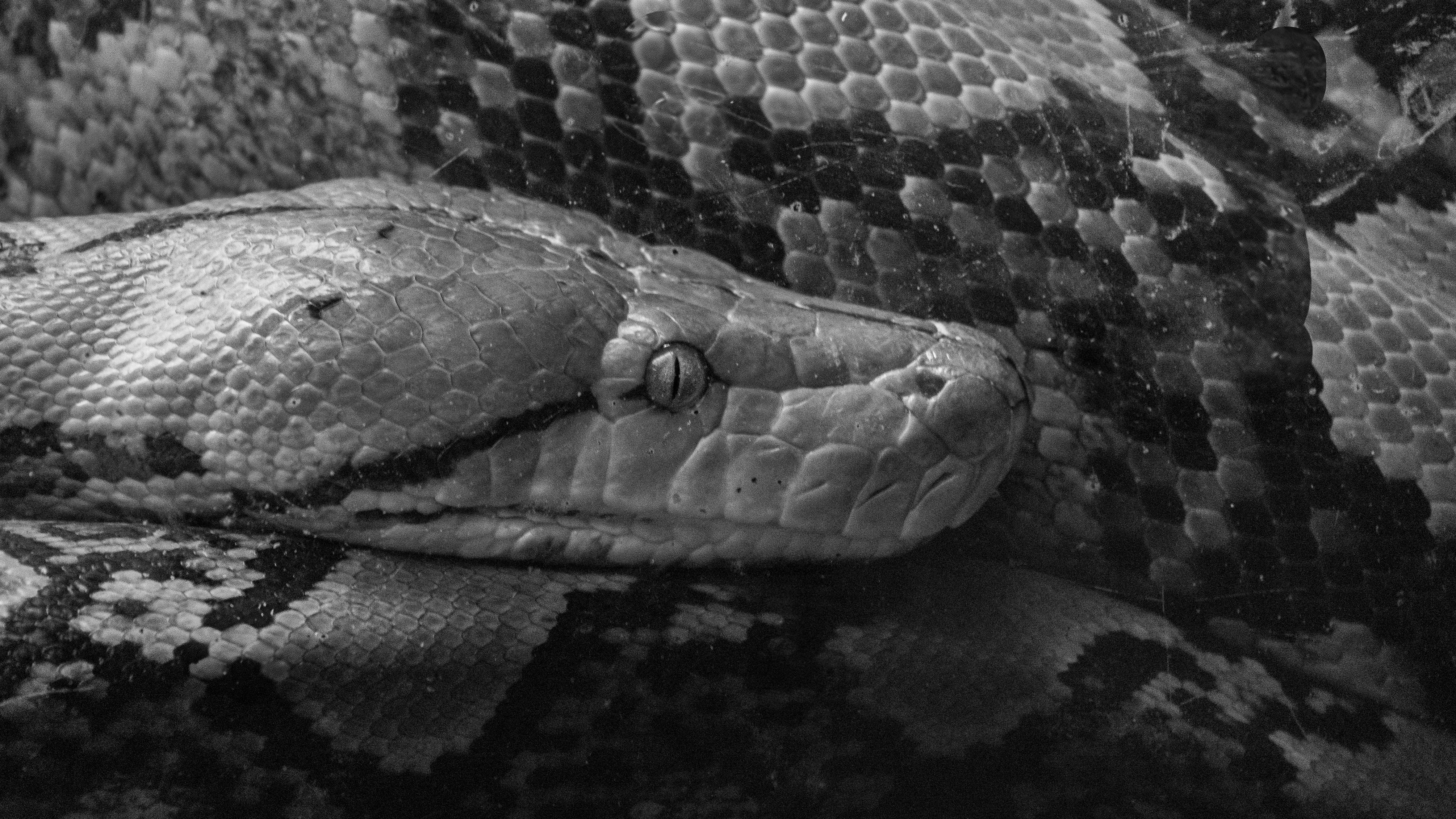 A close up of a snake on a couch photo – Free Nehru zoological park ...