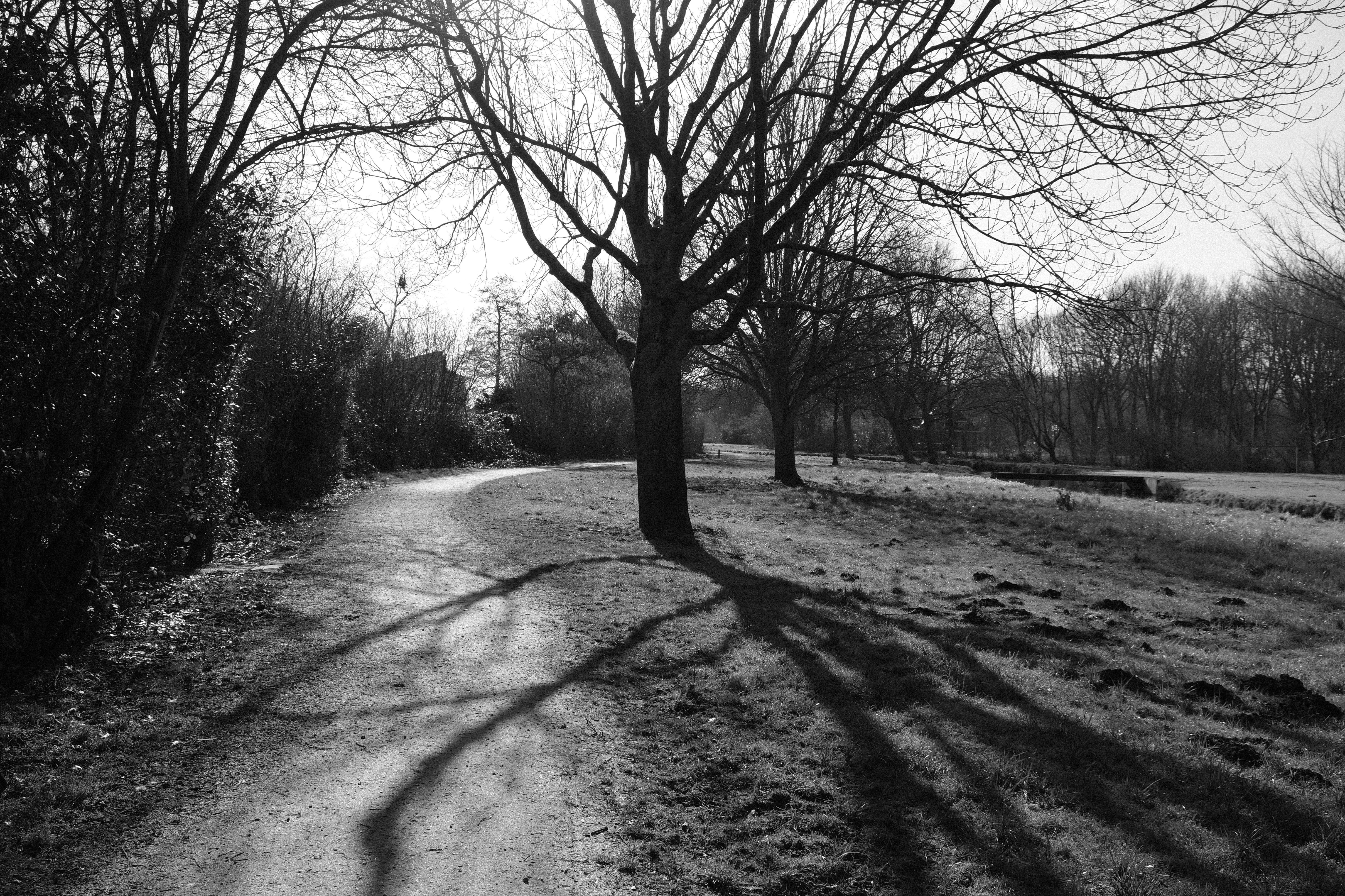Leafless trees casting intricate shadows on a winding park path under soft daylight.