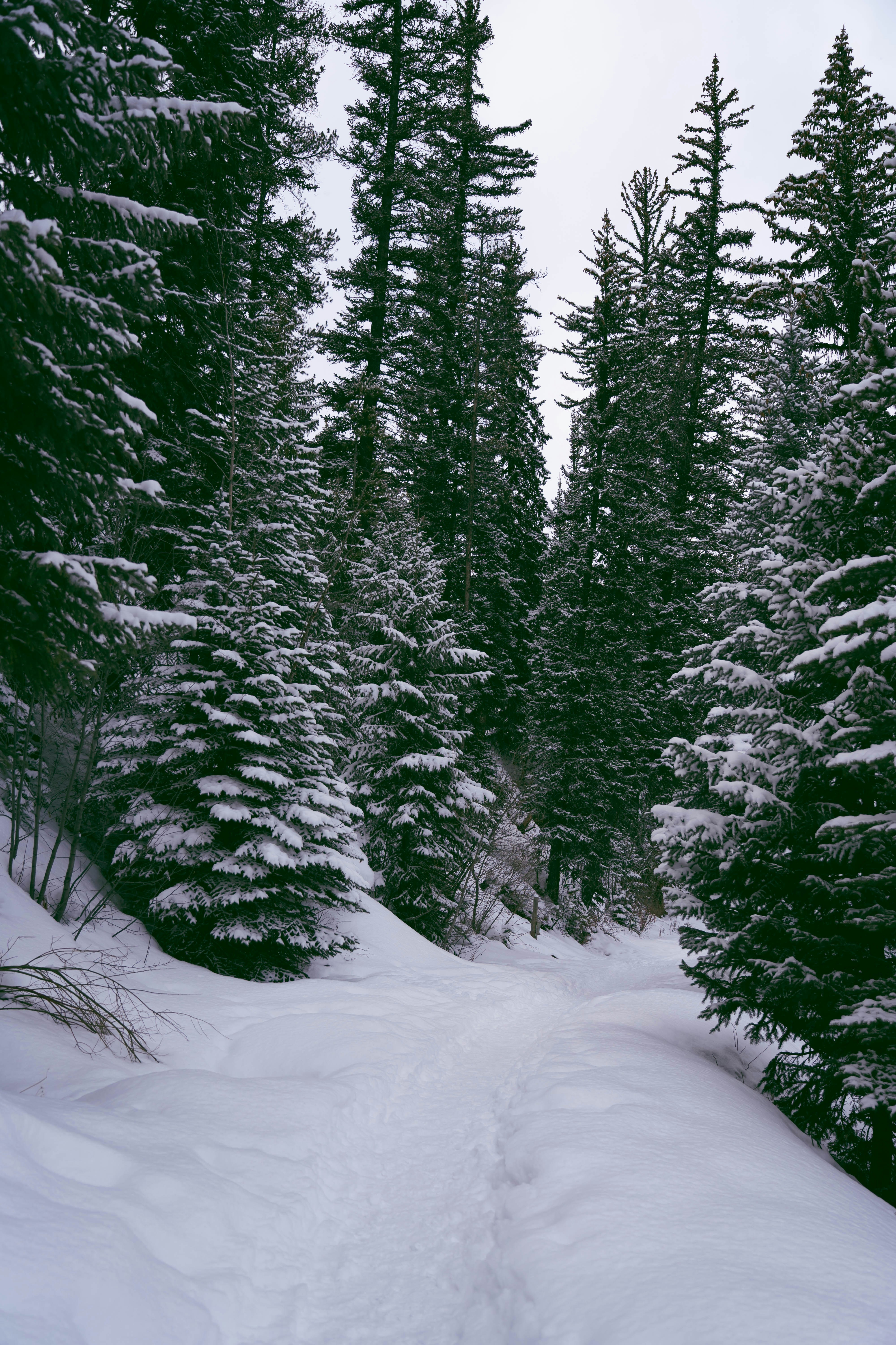 A snow covered path in the middle of a forest photo – Free Winter Image ...