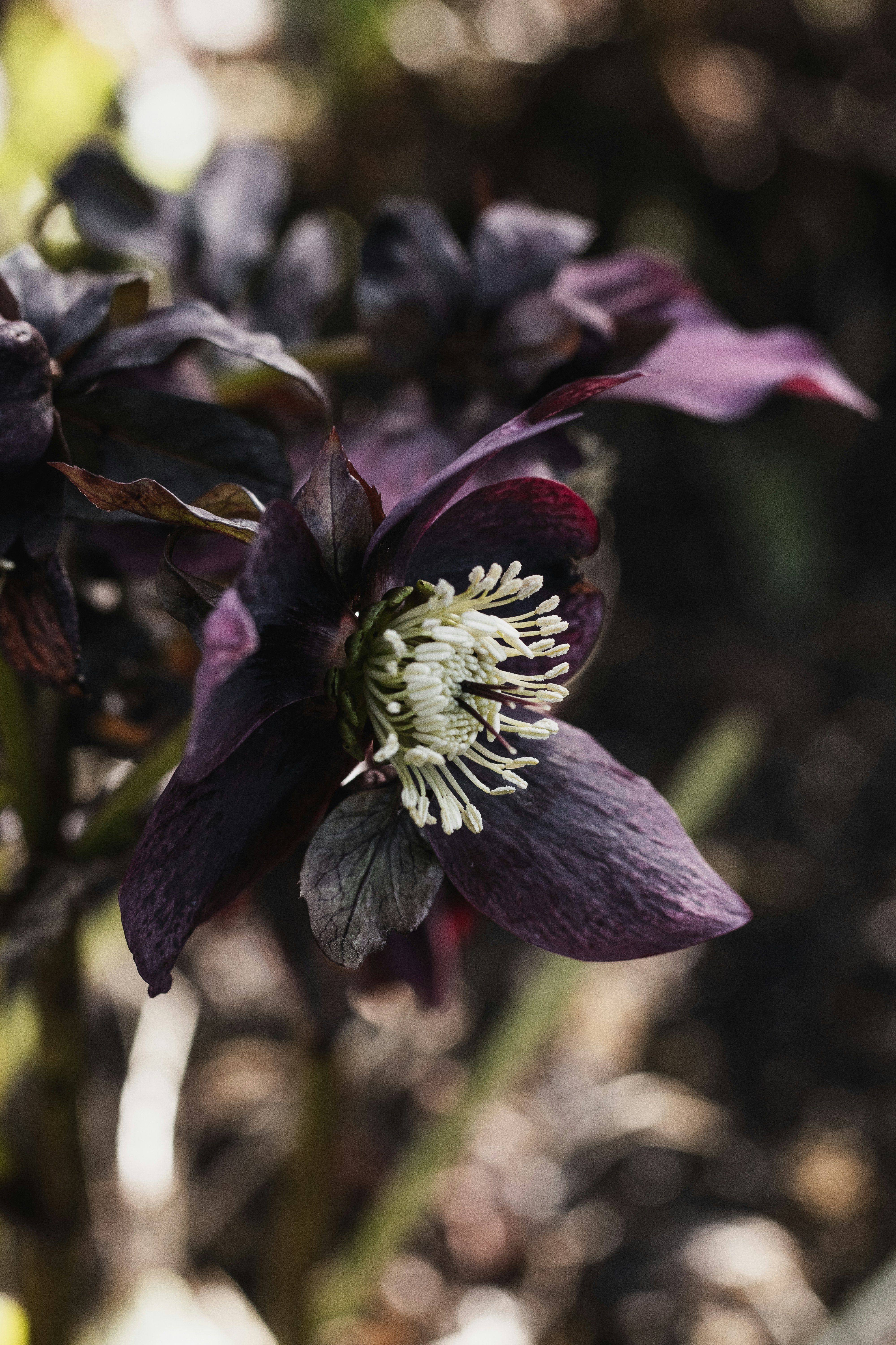 Midnight Hellebore: Close-up of velvety purple petals and pale stamens