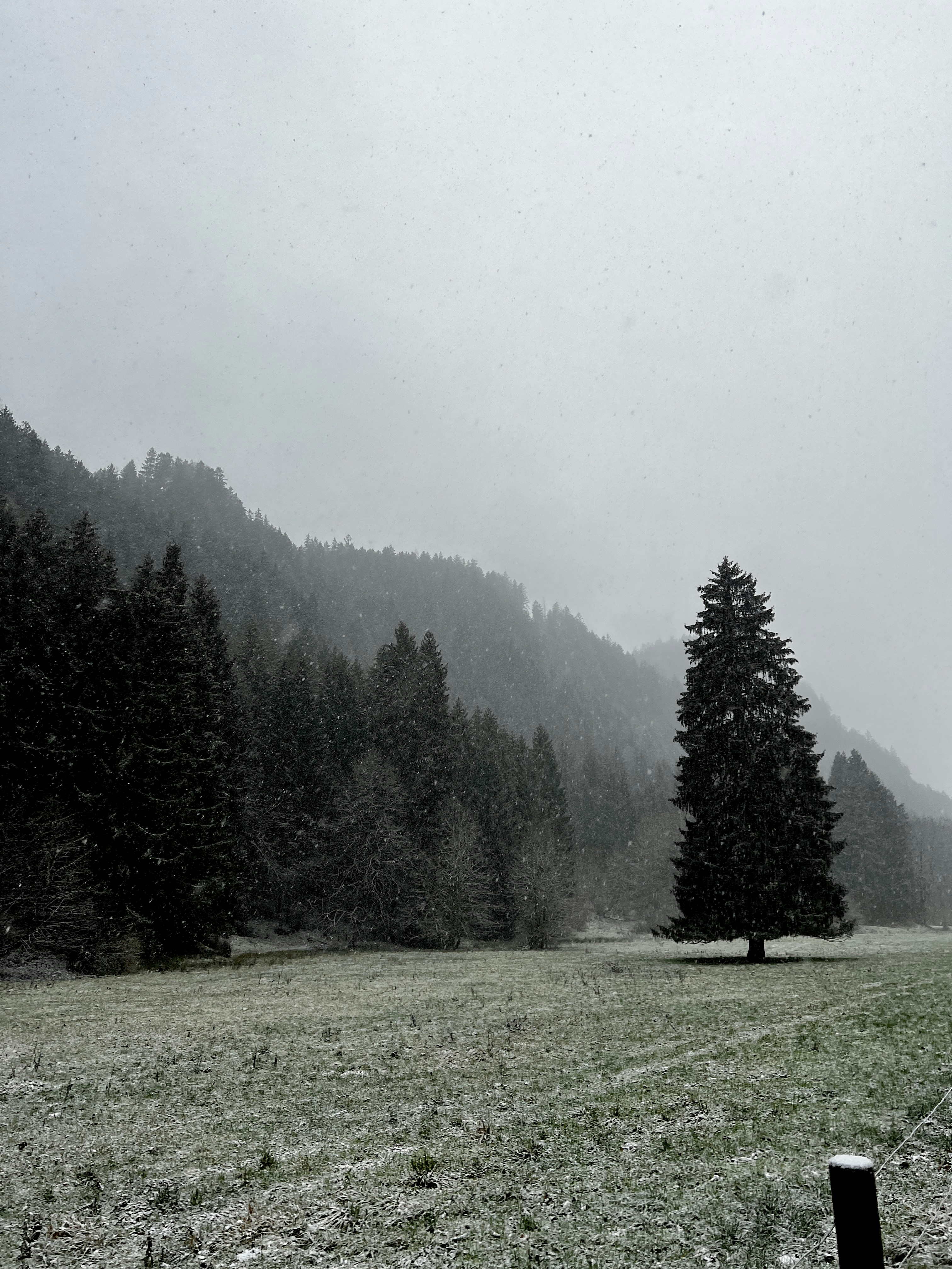 Lone Pine in a Snow-Quiet Valley
