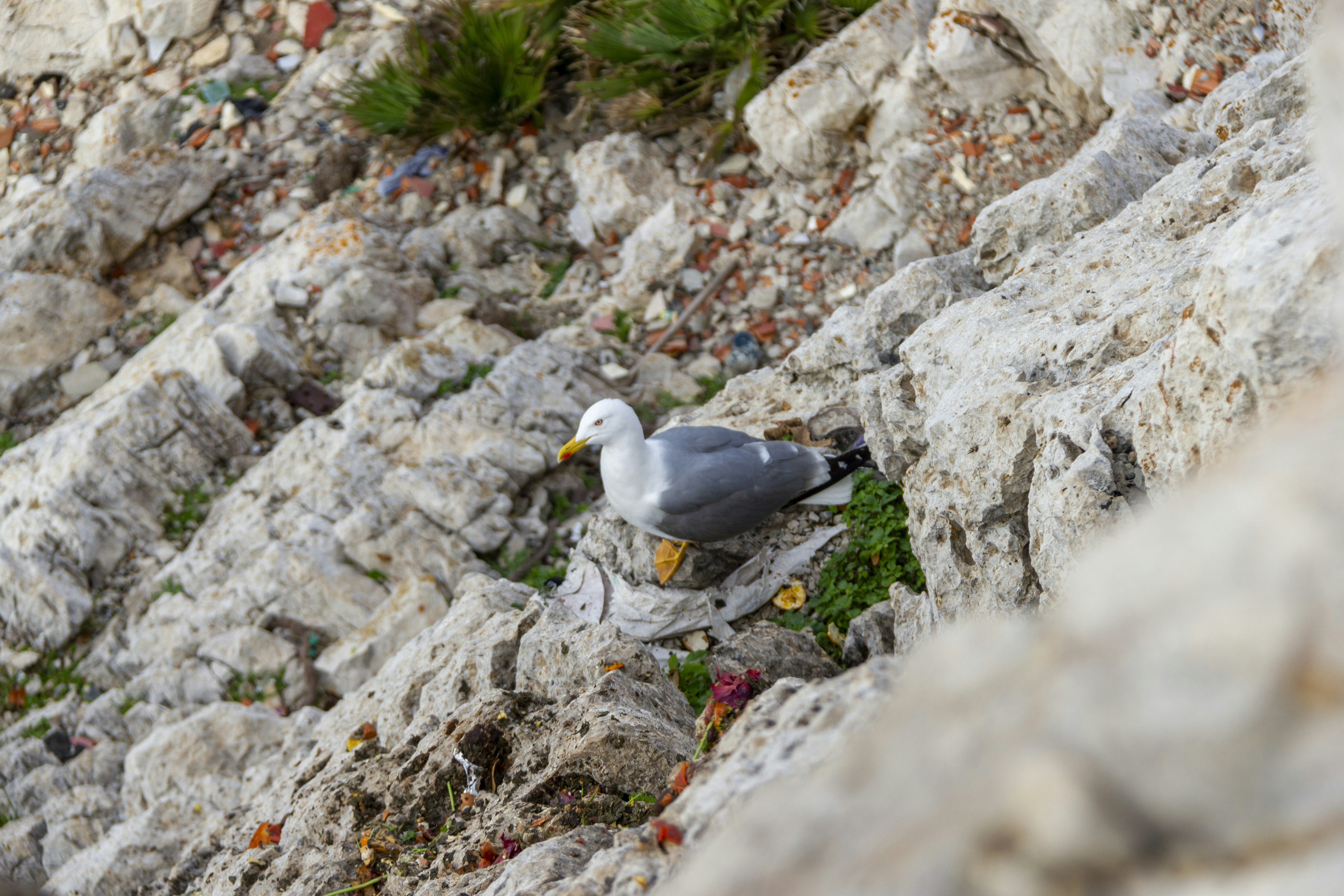 Seagull on the rocks