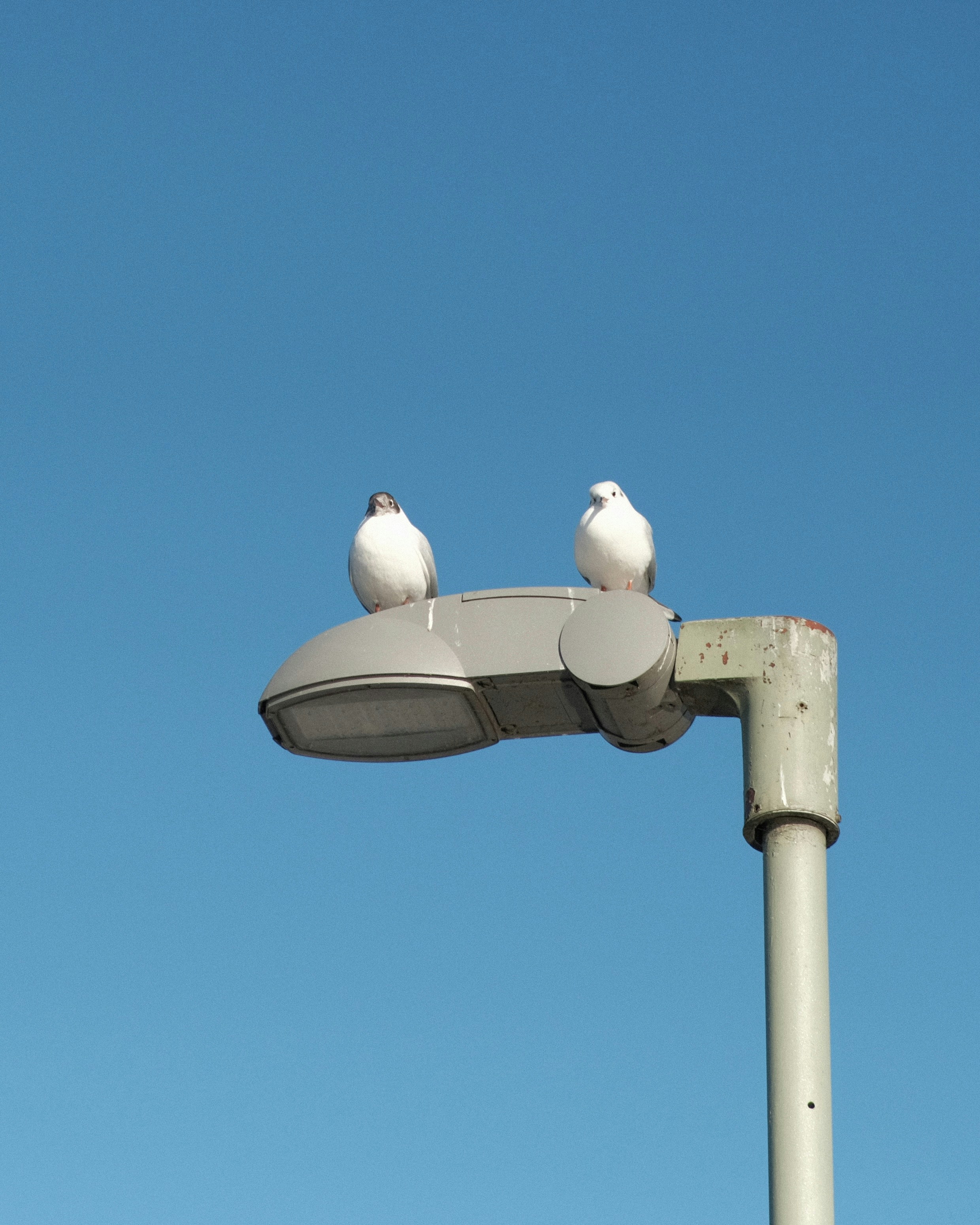 Cerulean Vigil: Two gulls perching on a weathered streetlamp