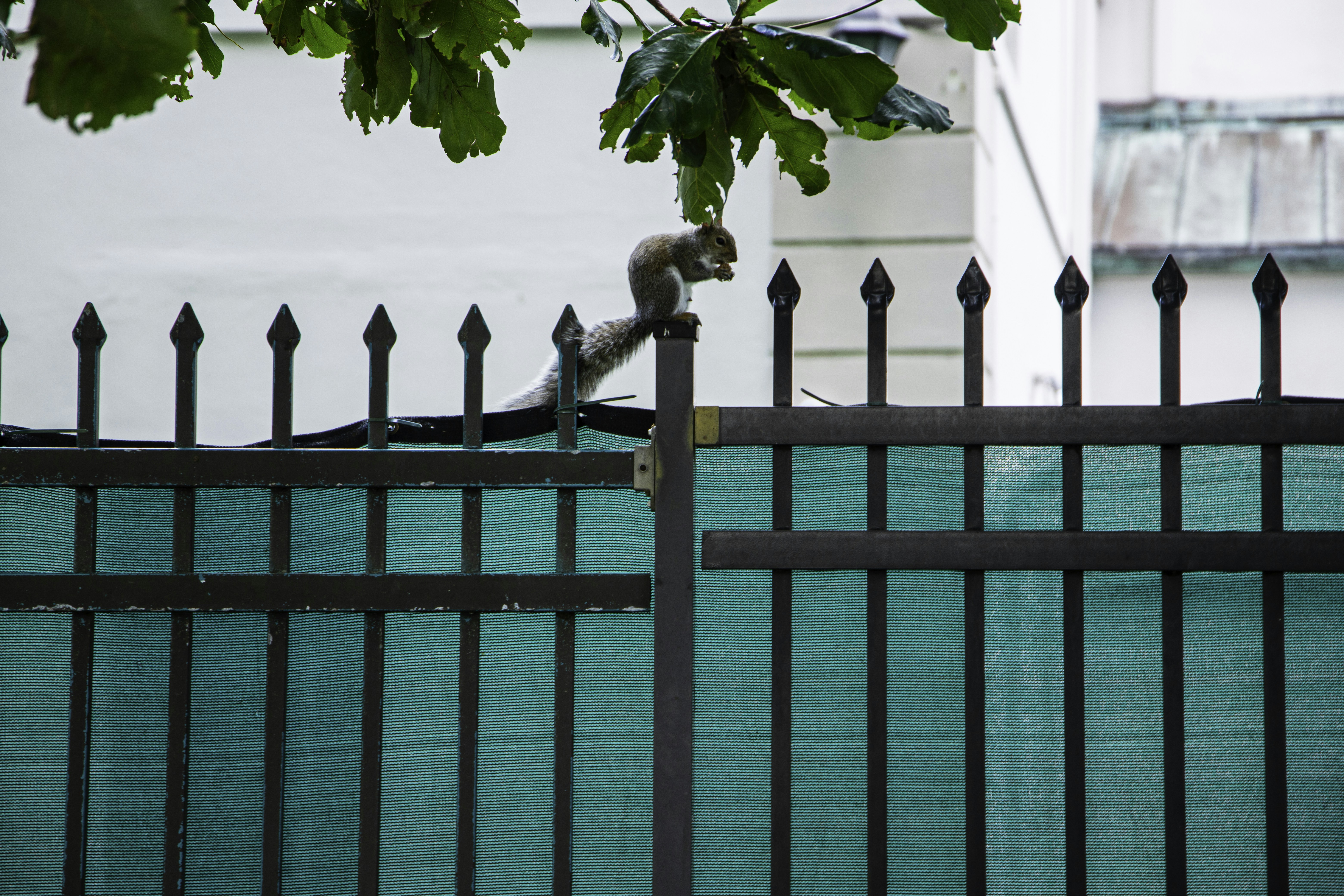 Squirrel on the Teal Fence: A Quiet Urban Moment