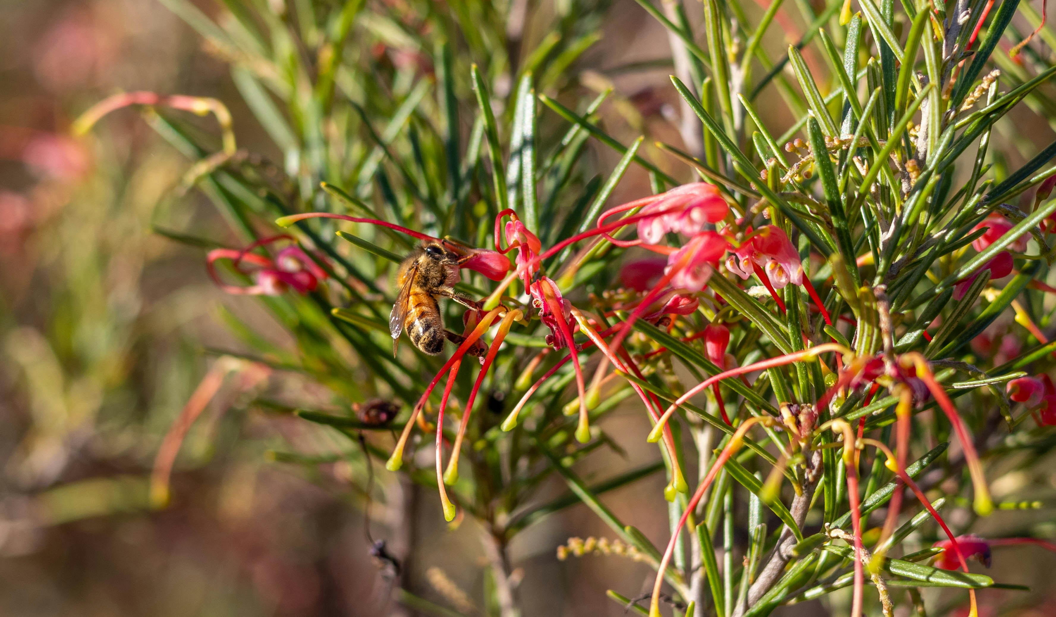 Bee perched on vibrant pink and yellow flowers surrounded by green foliage.