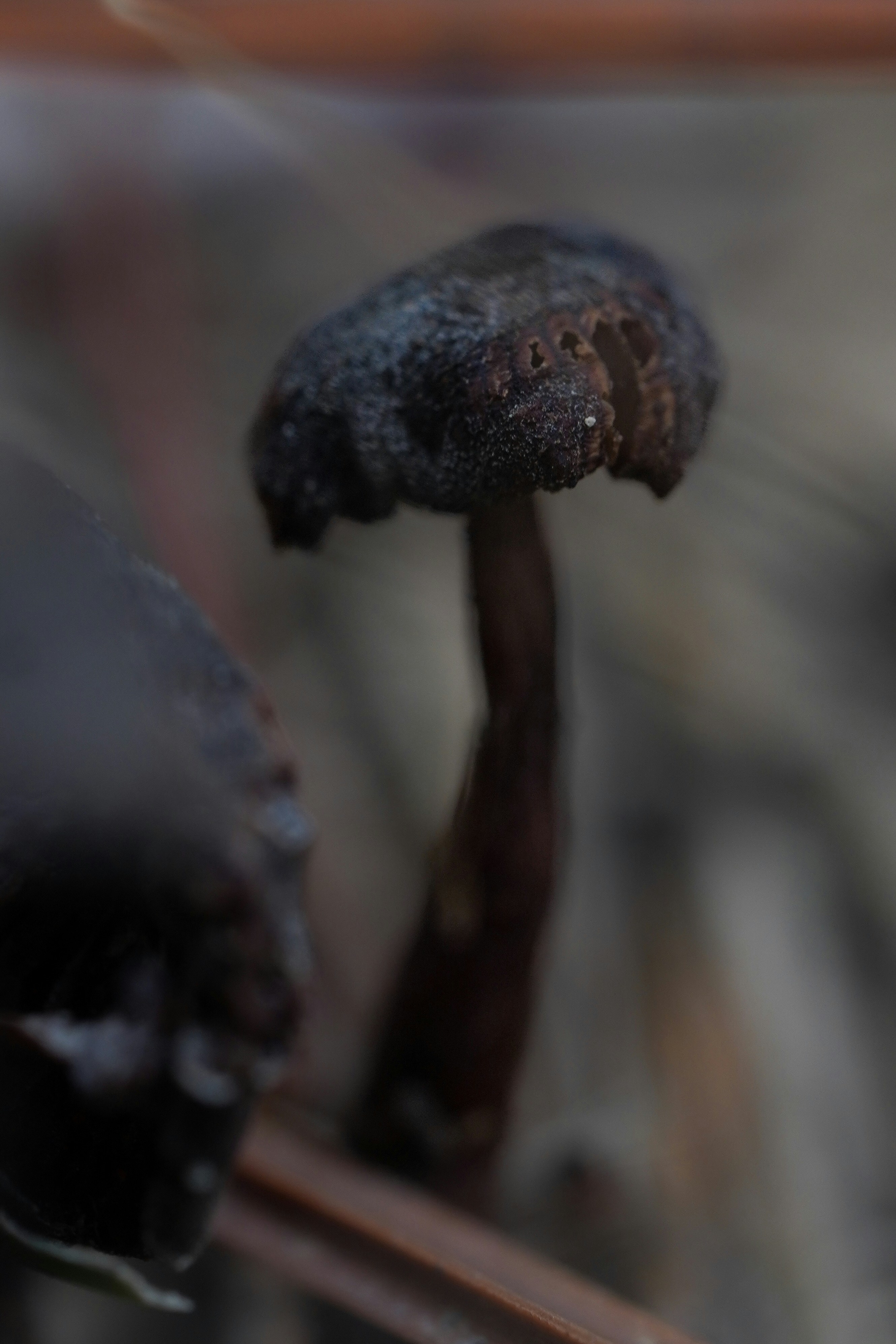 Dusk Velvet: Macro Portrait of a Charred Mushroom Cap