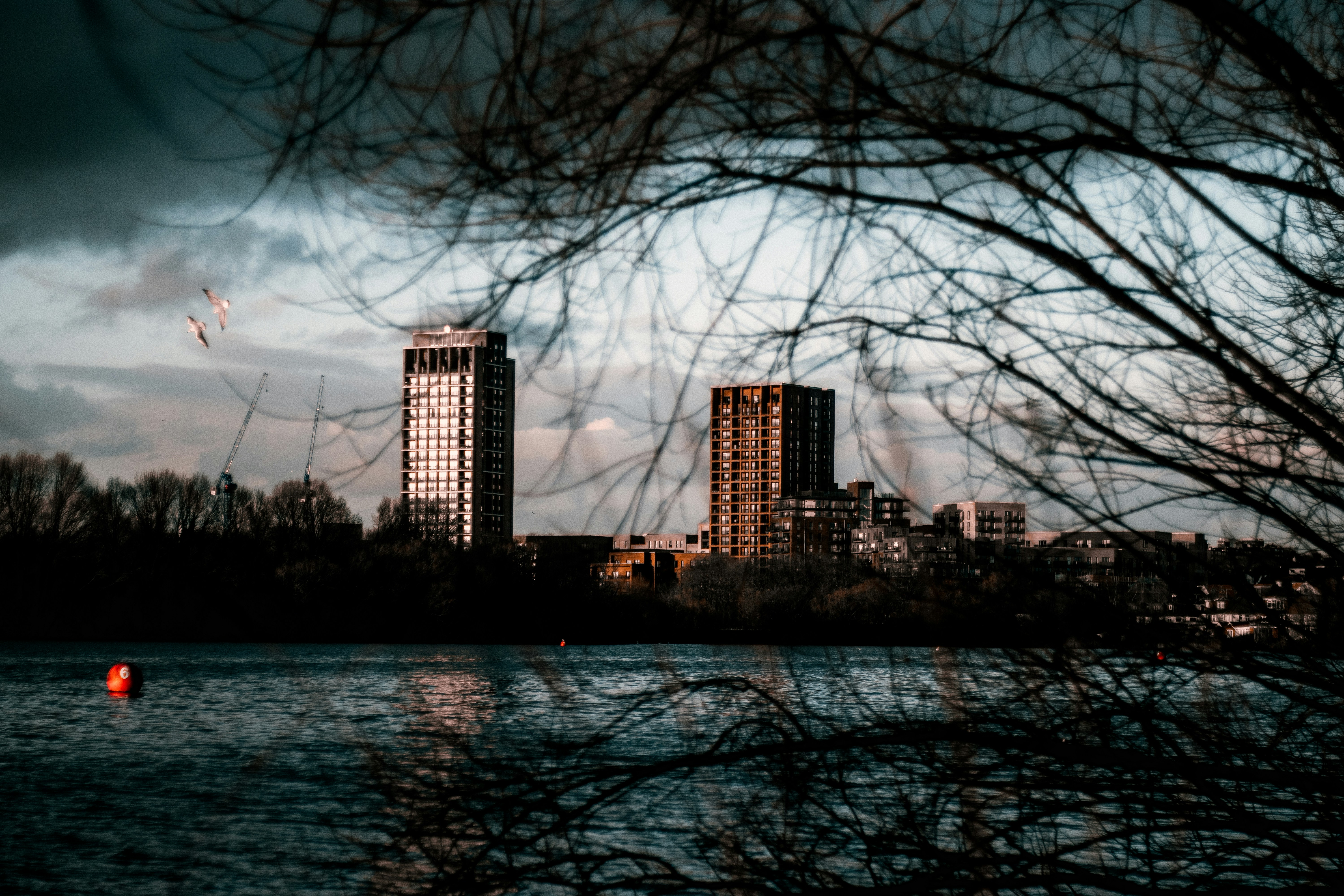 Urban Silhouettes Beneath Twisting Branches