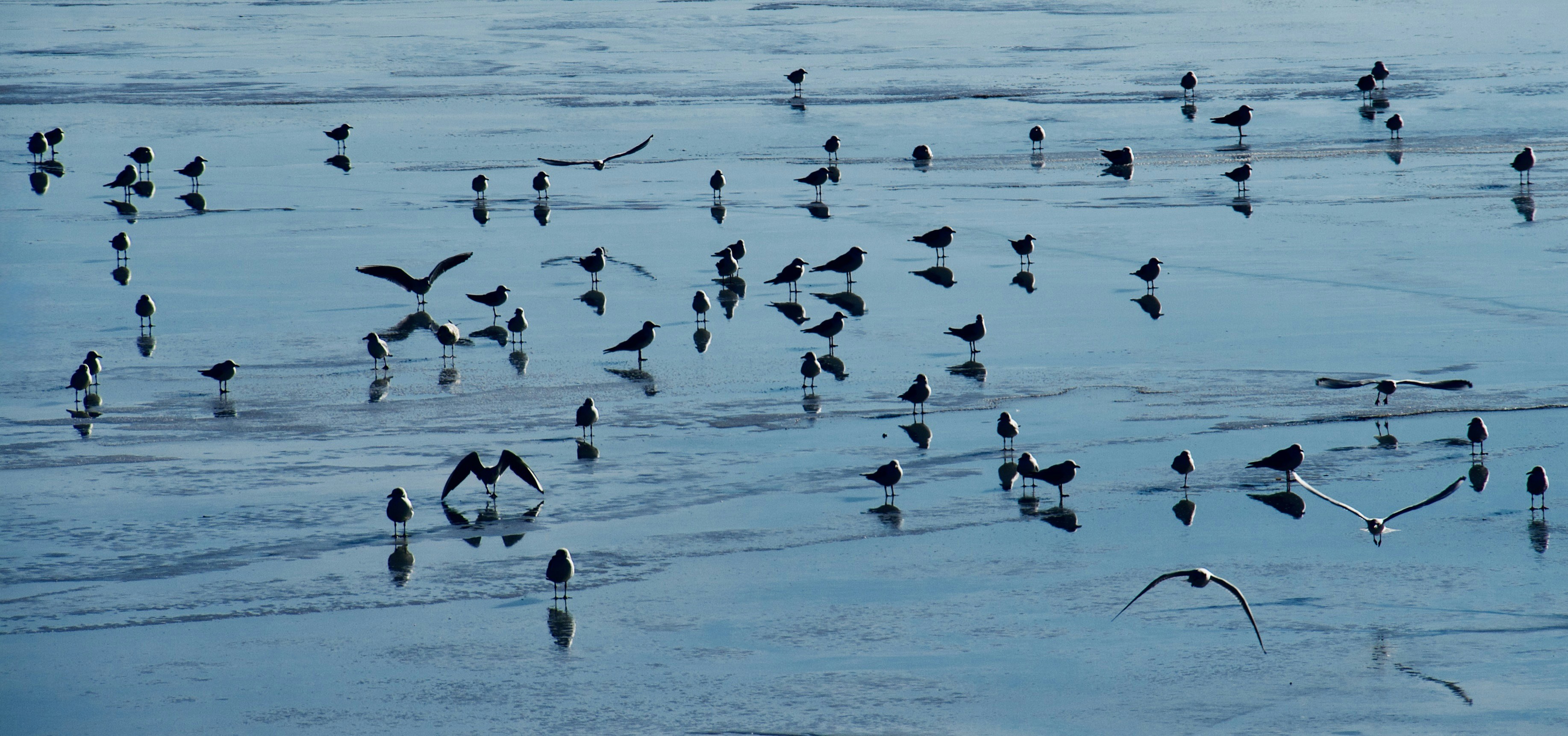 Flock of birds scattered across a reflective icy surface under a clear sky.