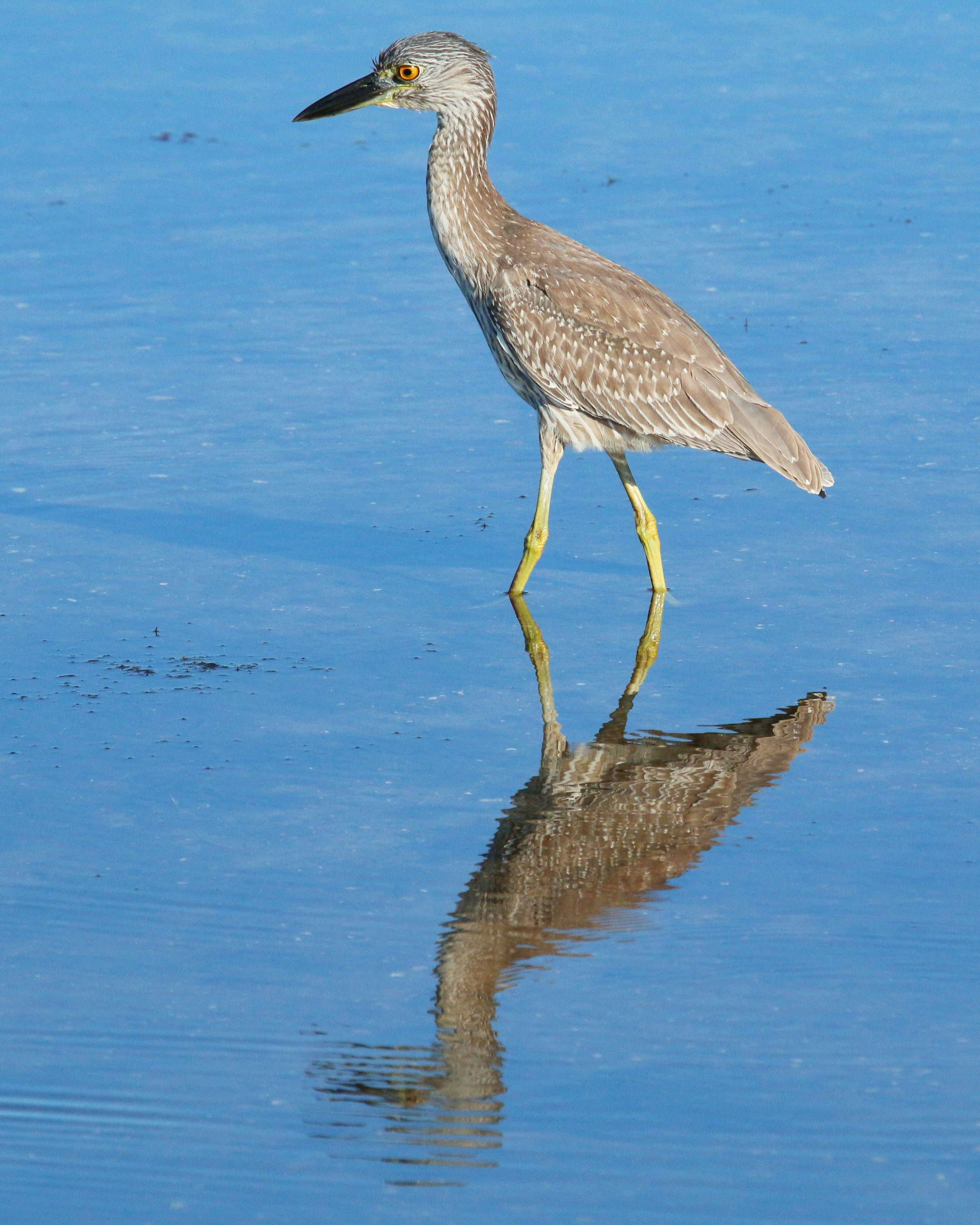 Heron in a Glassy Mirror: Striding through a Cyan Tide