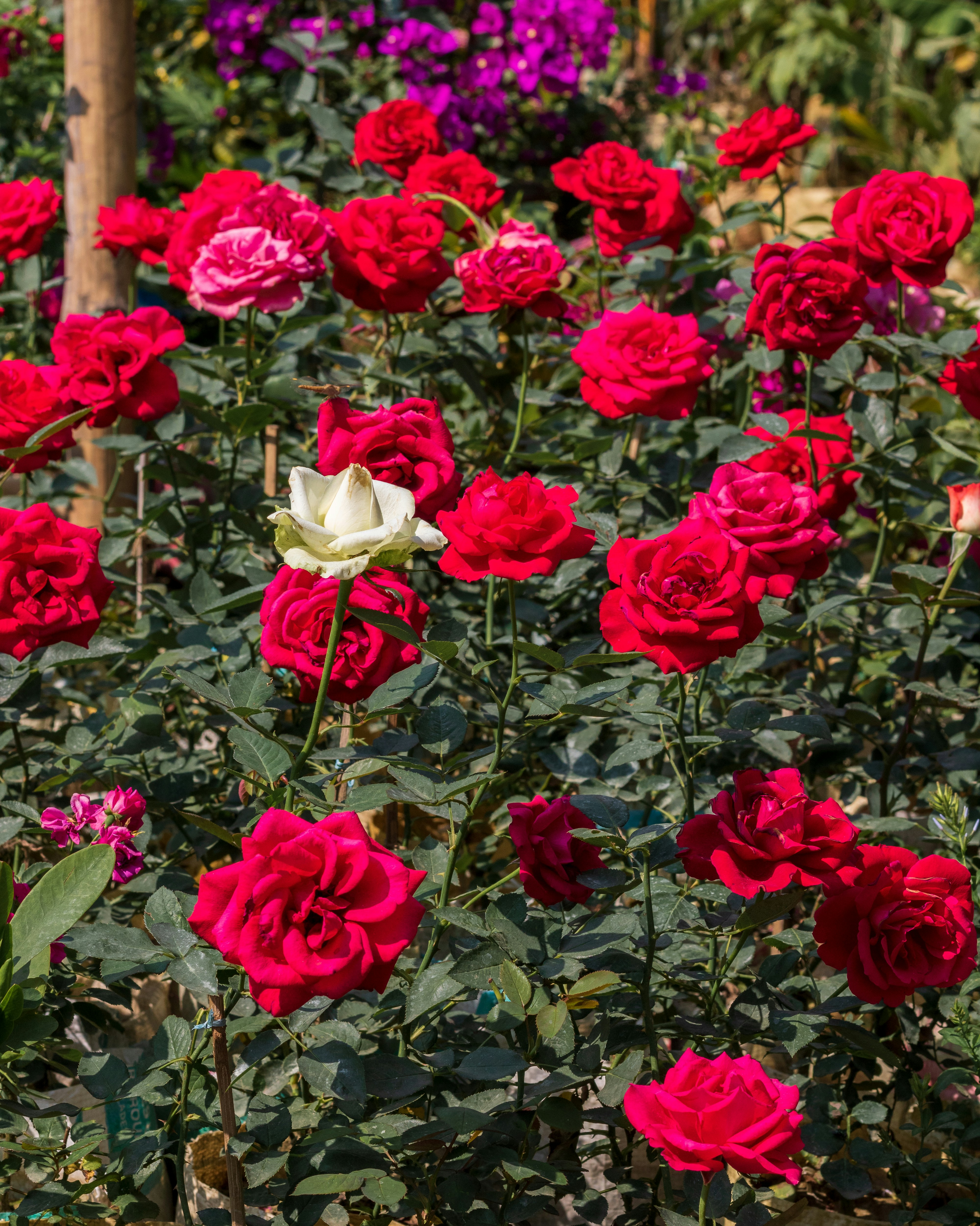 Un jardin rempli de nombreuses fleurs rouges et blanches photo – Image ...
