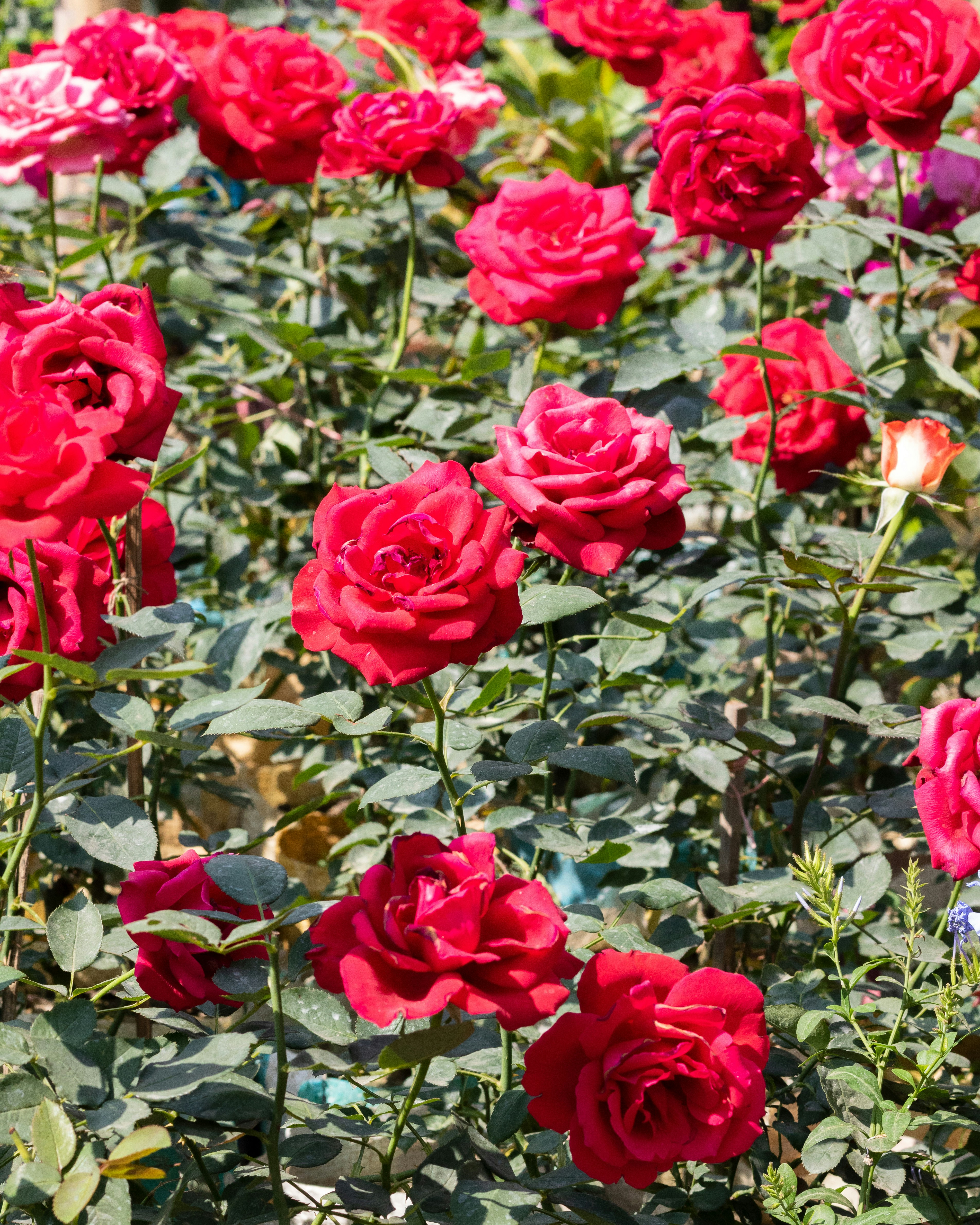 Un champ de roses rouges aux feuilles vertes photo – Image gratuite de ...
