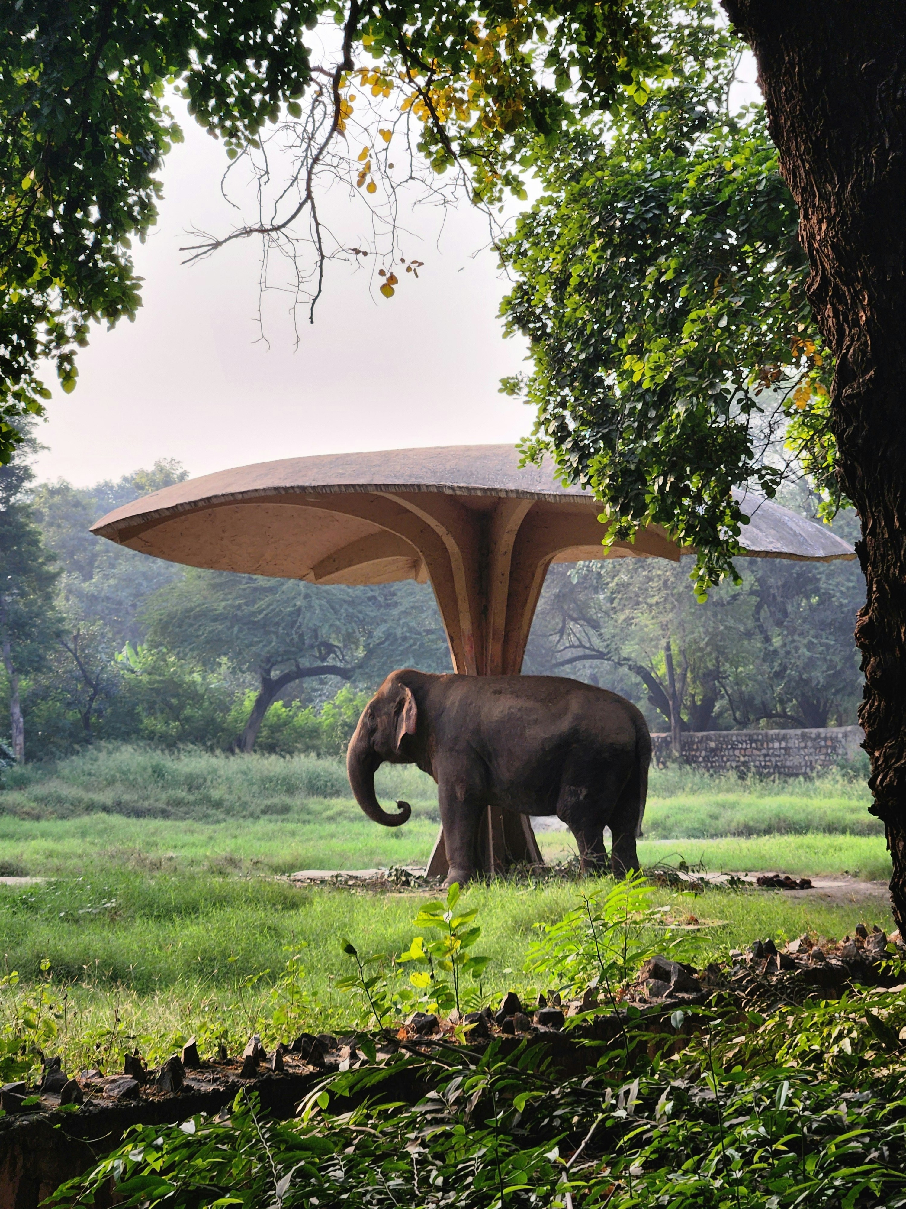 Giant Beneath the Mushroom Canopy: An Elephant in the Park
