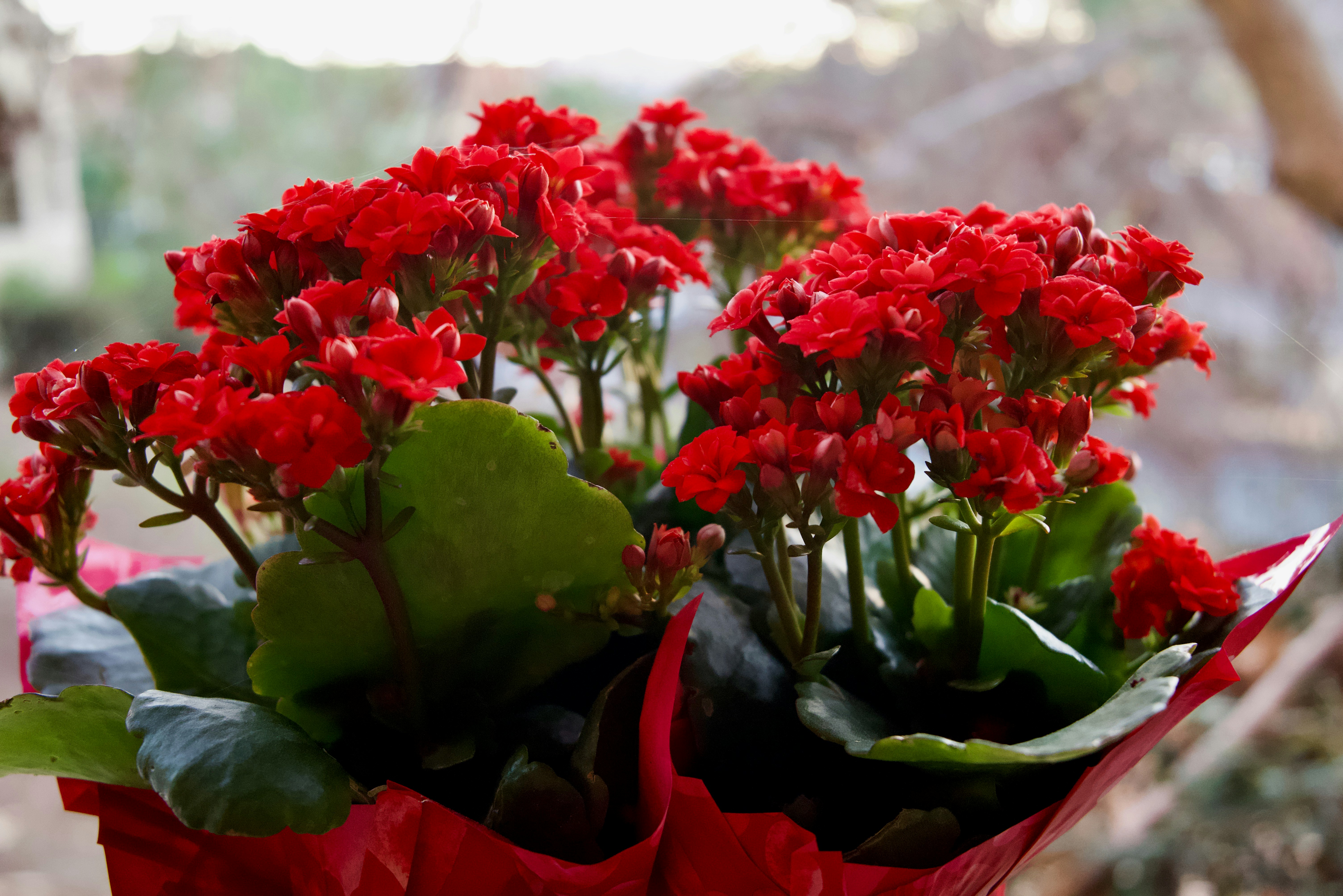Crimson Kalanchoe Bouquet Wrapped in Red Paper