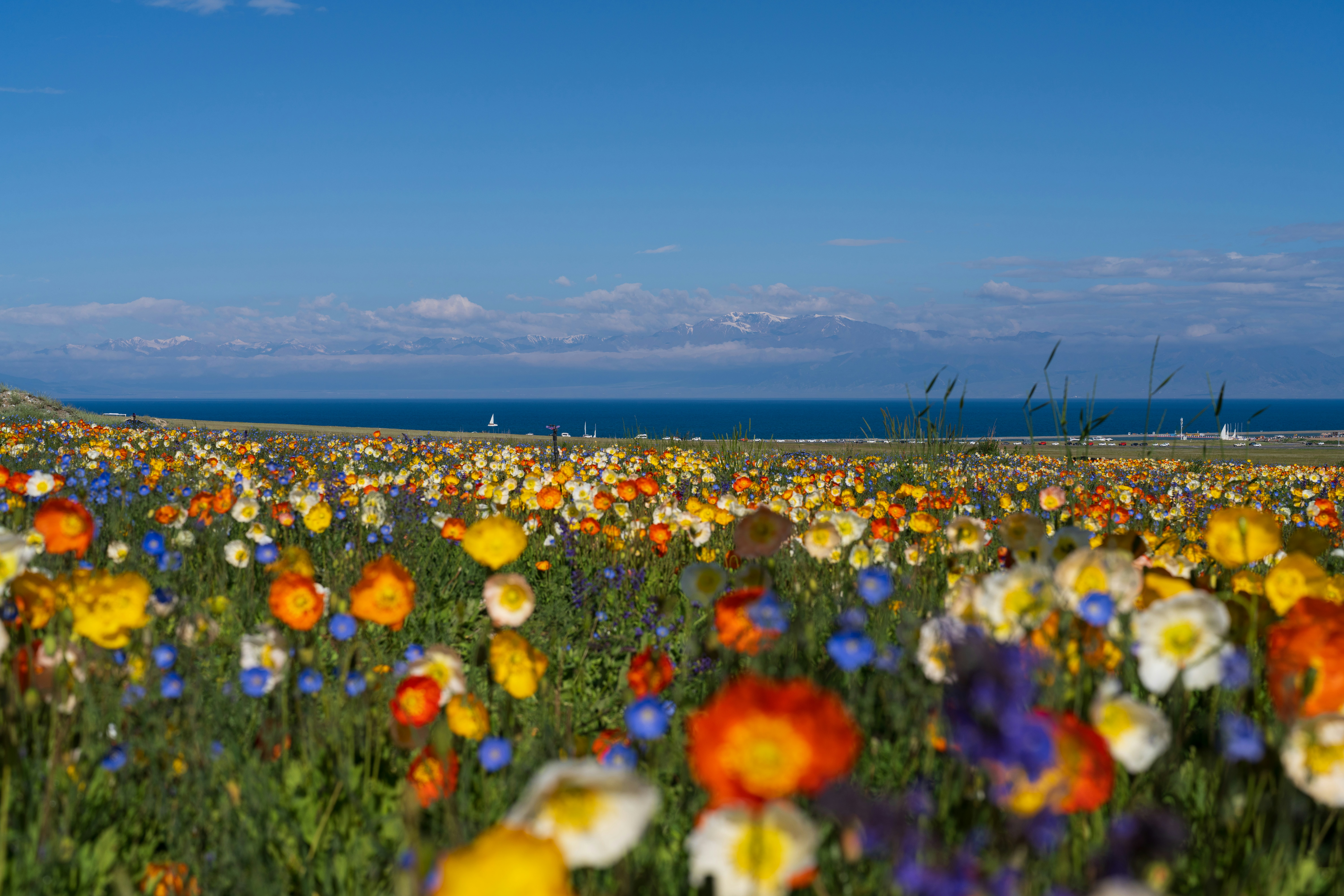 Vibrant Tapestry by the Sea