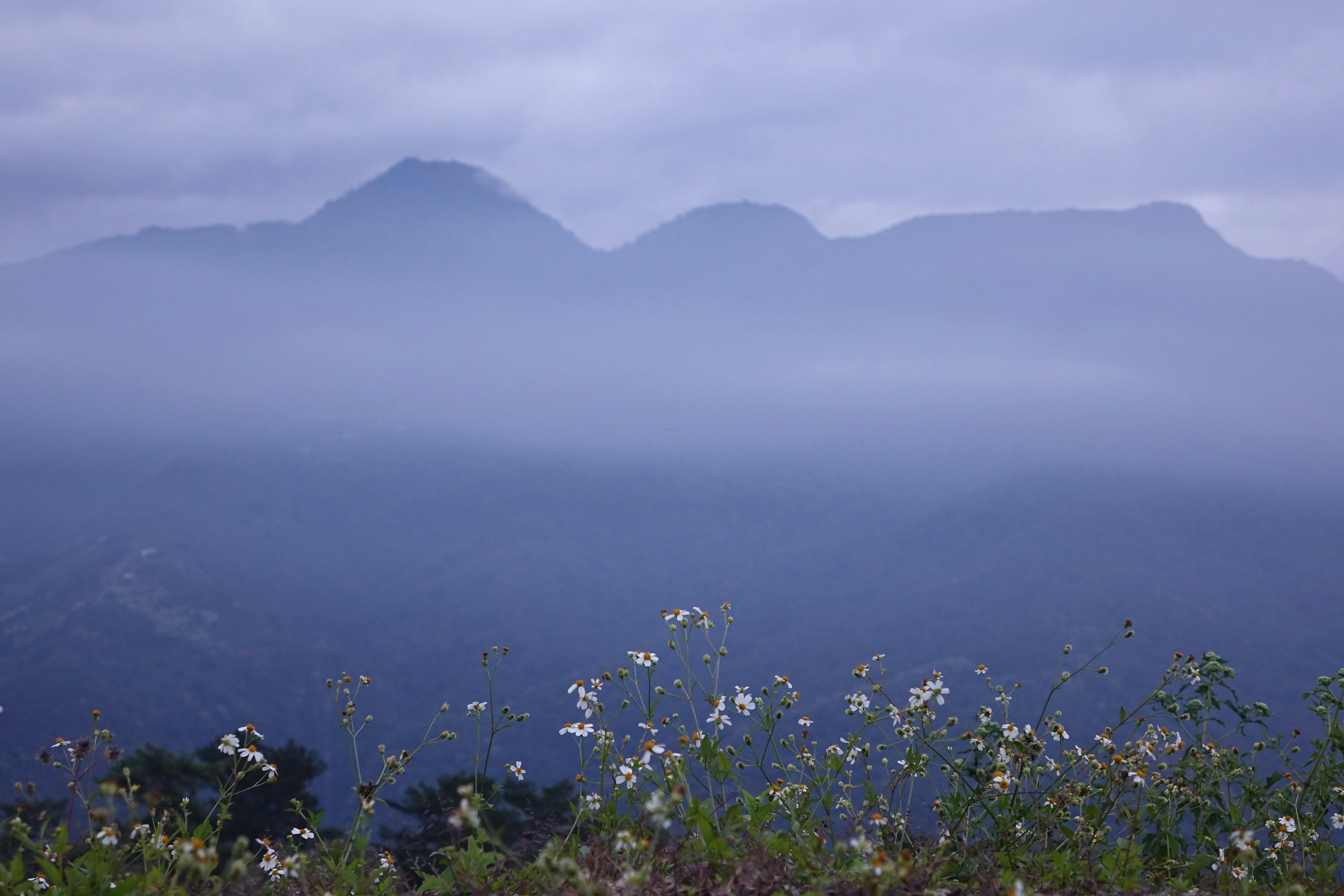 Wildflowers in the foreground with mist-covered mountains under a cloudy sky.