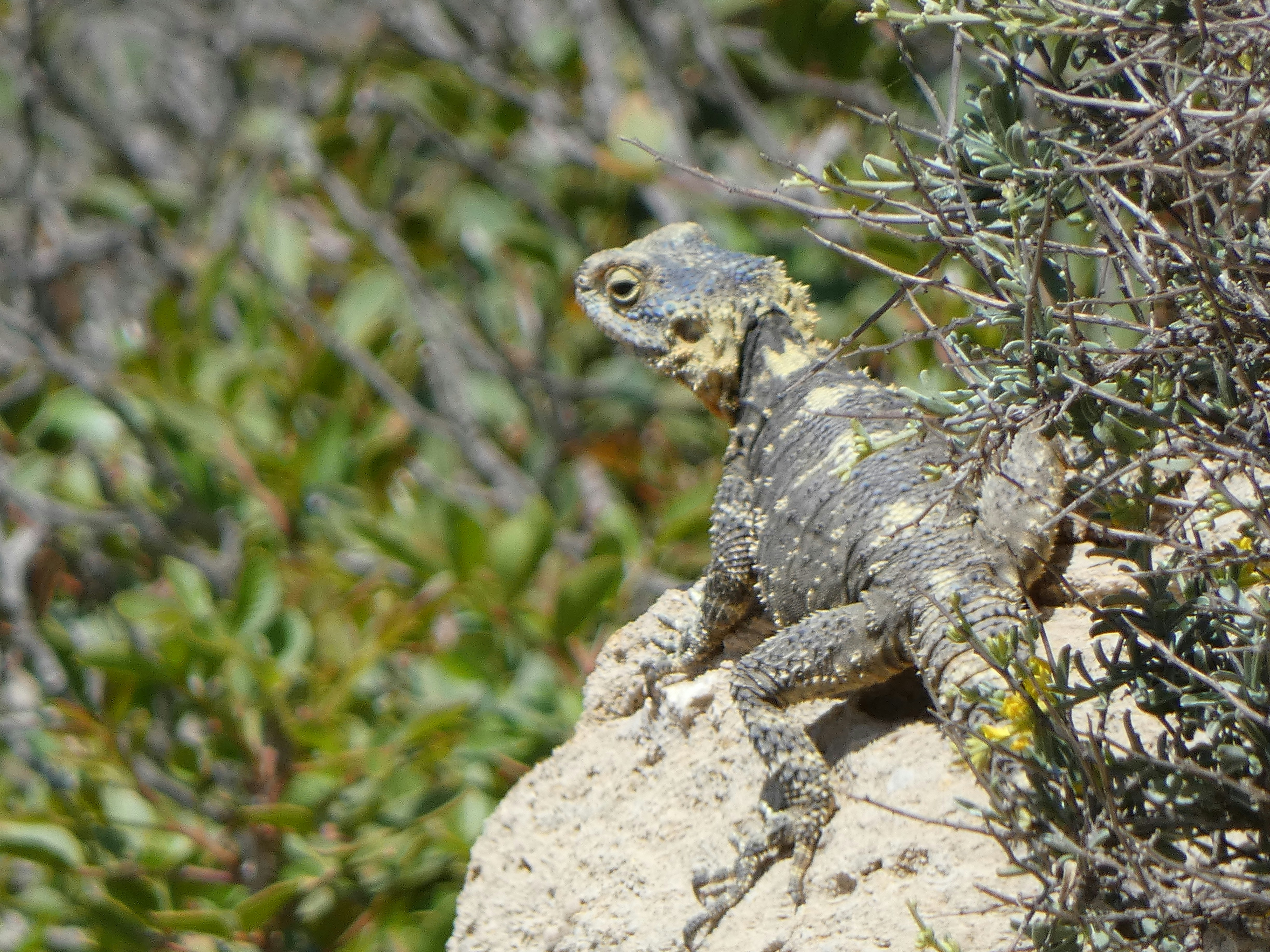 Rock-bound Watcher: A Desert Lizard Perches Amid Sparse Foliage