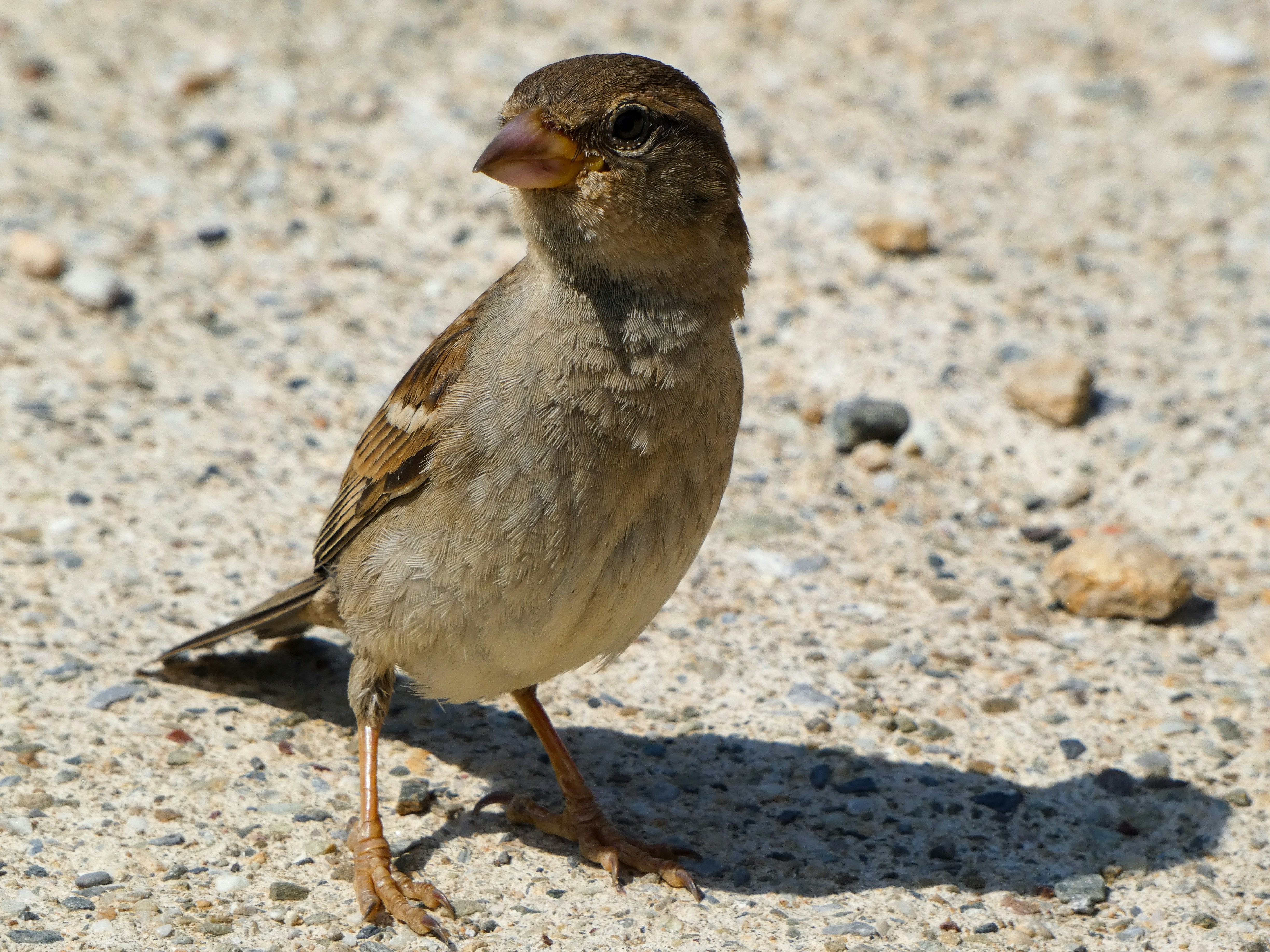 Photo by Önder Andinç with Panasonic Lumix FZ82