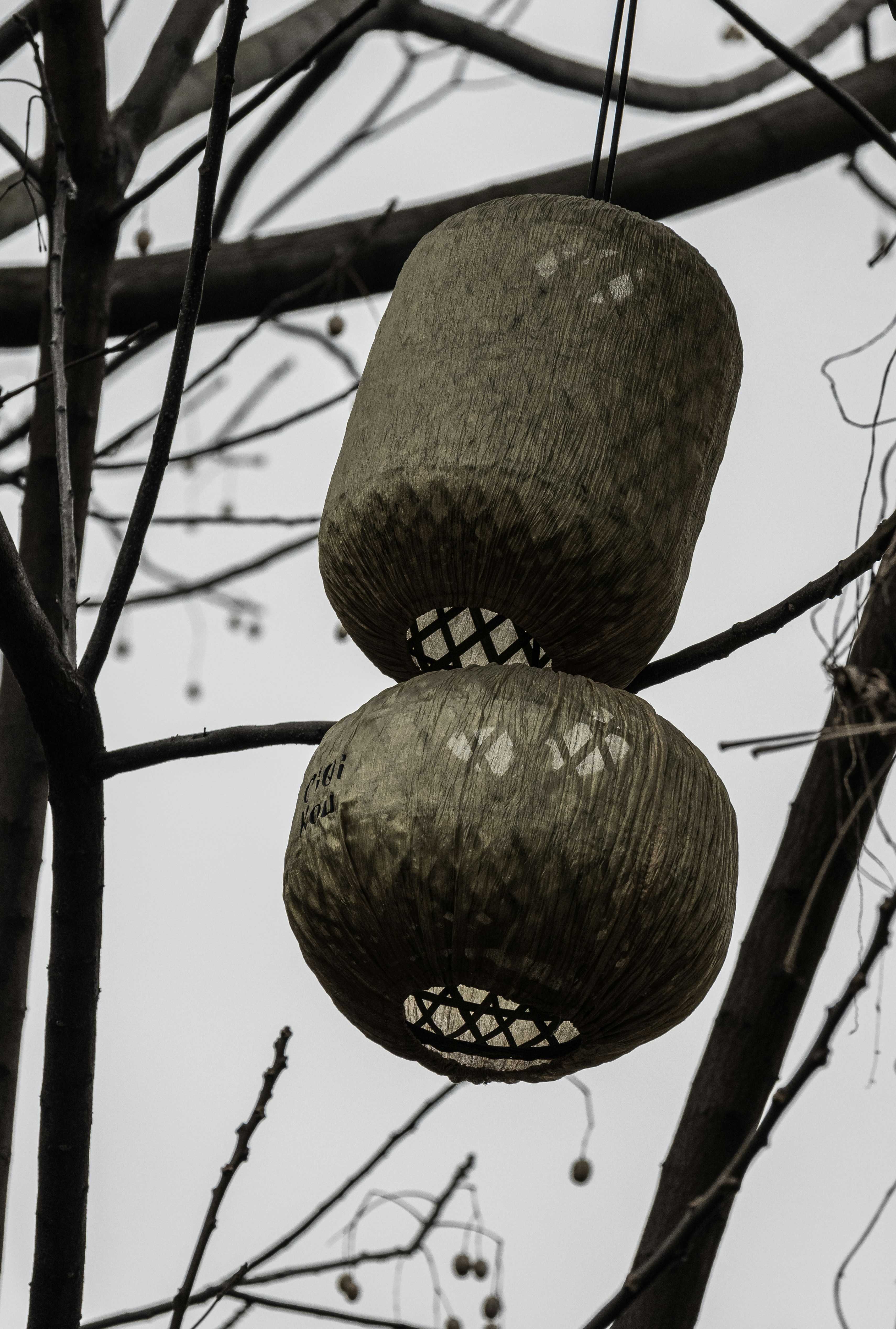 Twin Lanterns on a Winter Branch