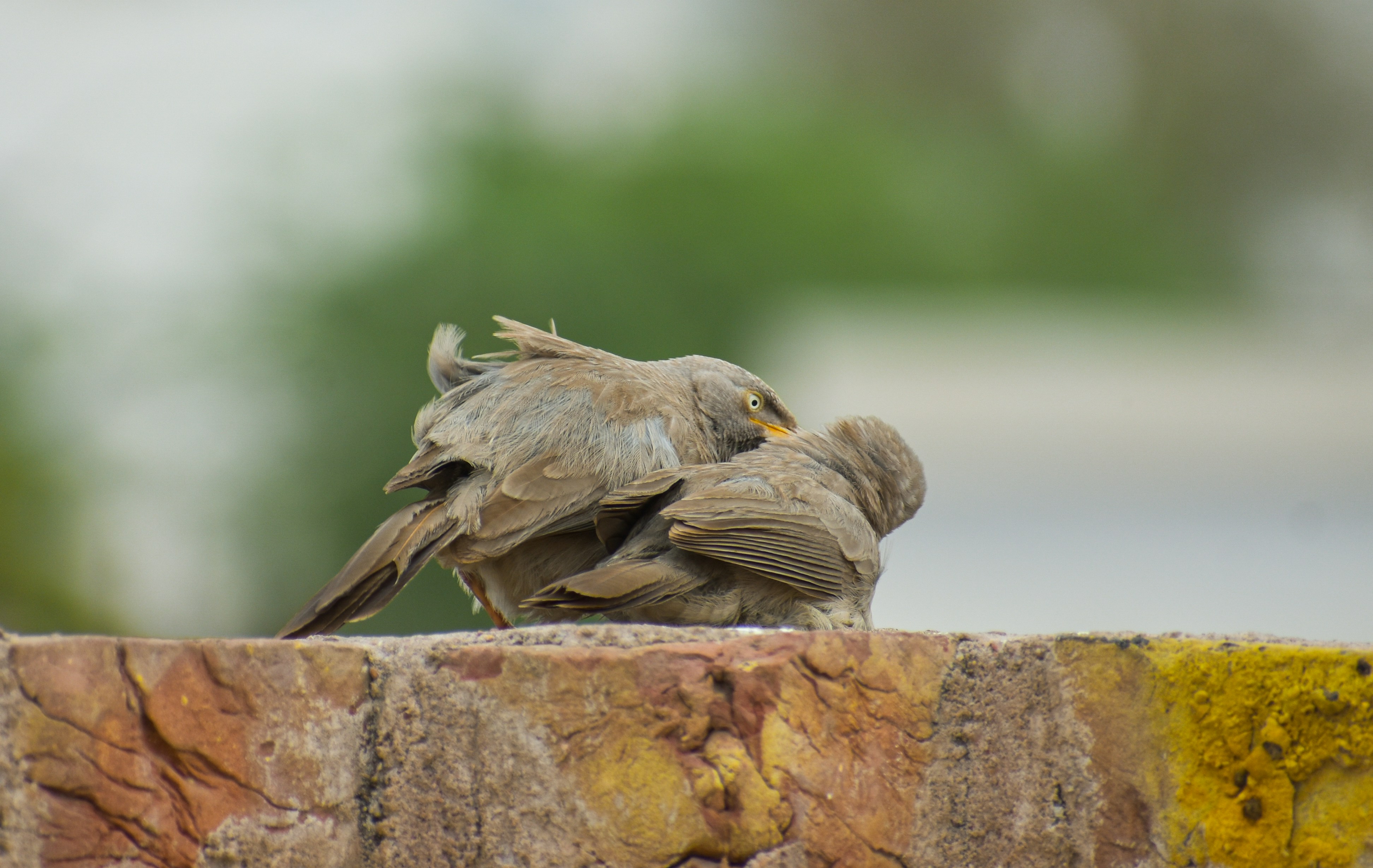 Sunlit Sparrows on a Weathered Brick Ledge