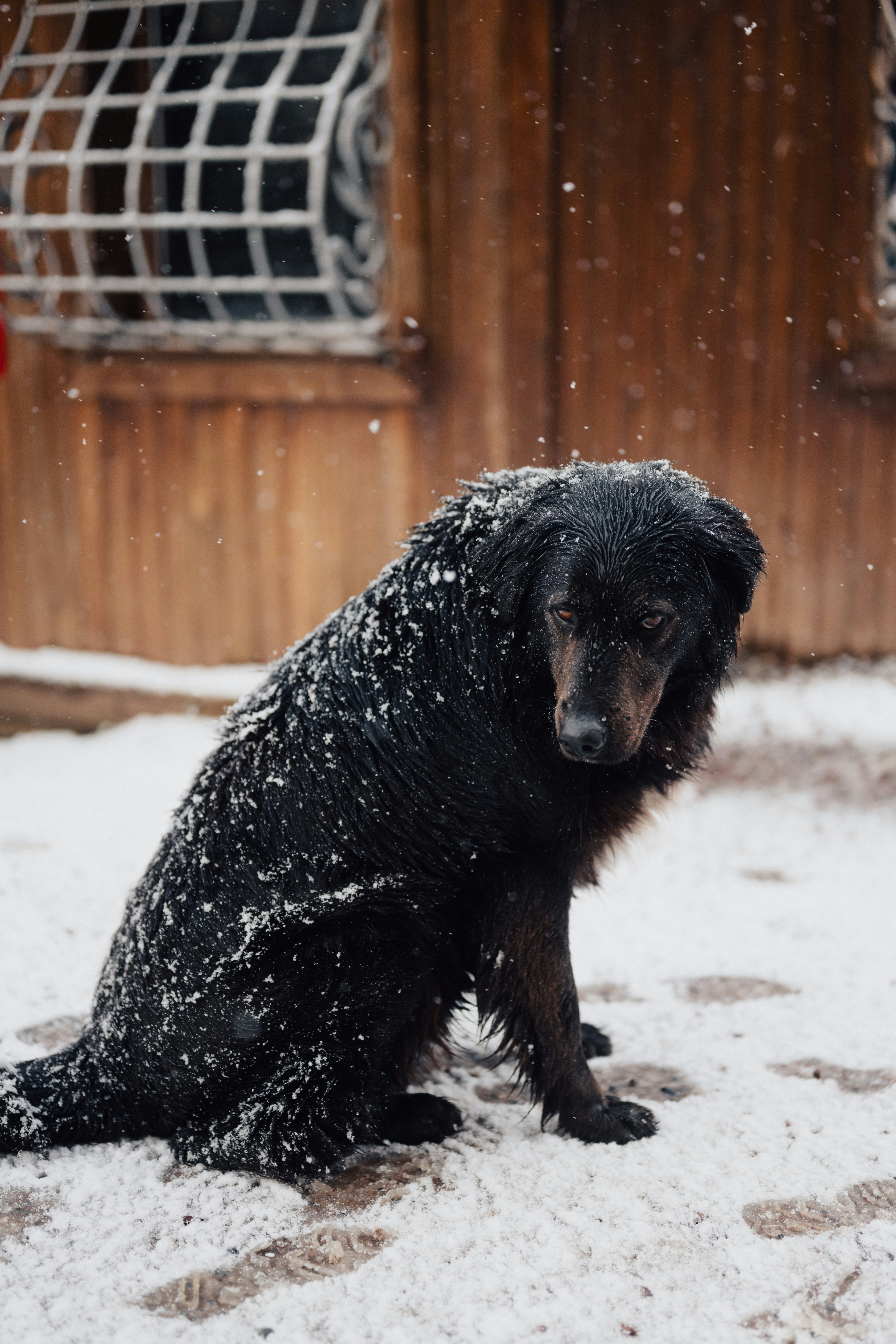 Snowy Gelid Moment: A Black Dog Against Timber and Snow