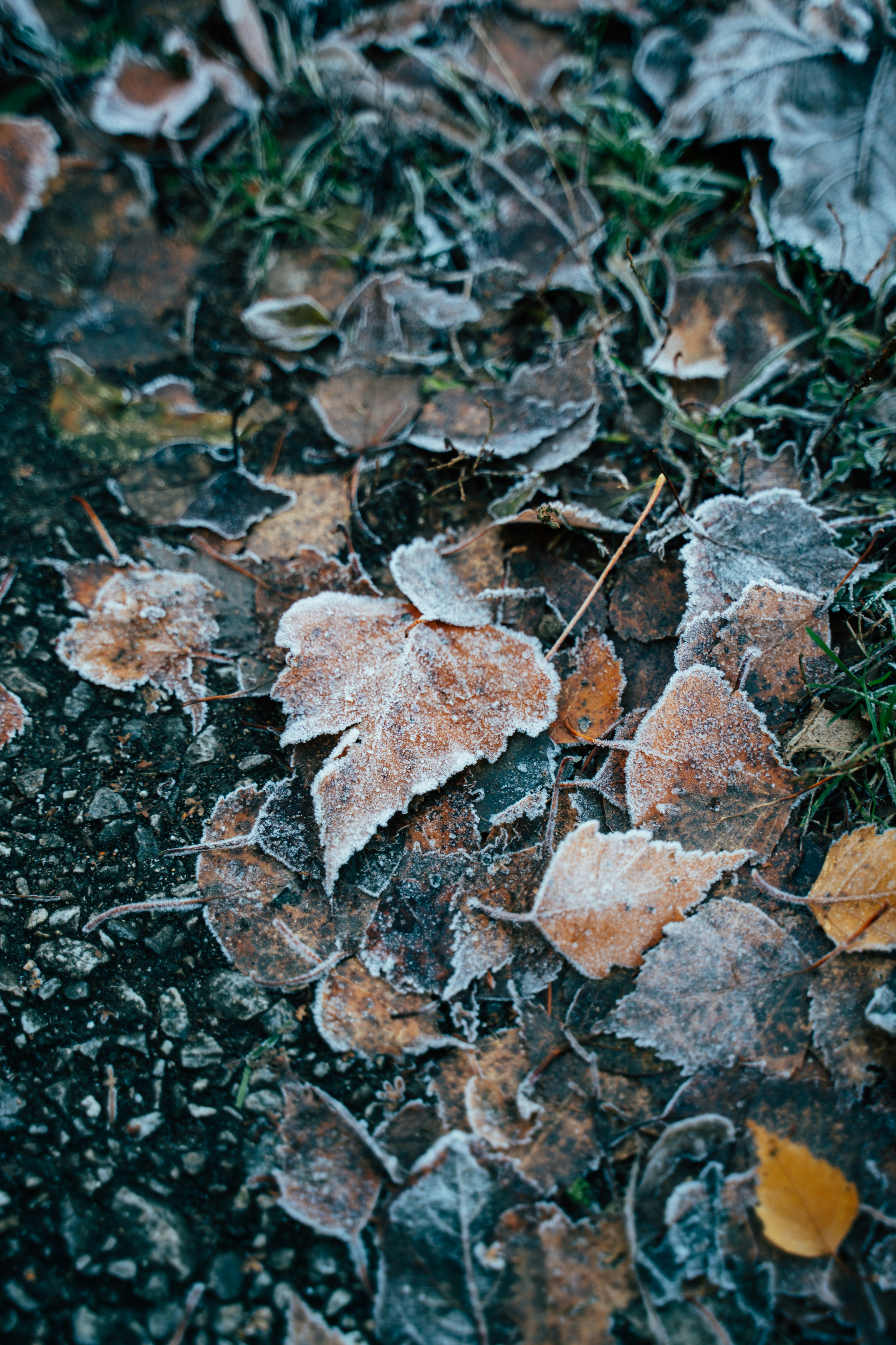 Frozen leaves | A bunch of leaves that are on the ground