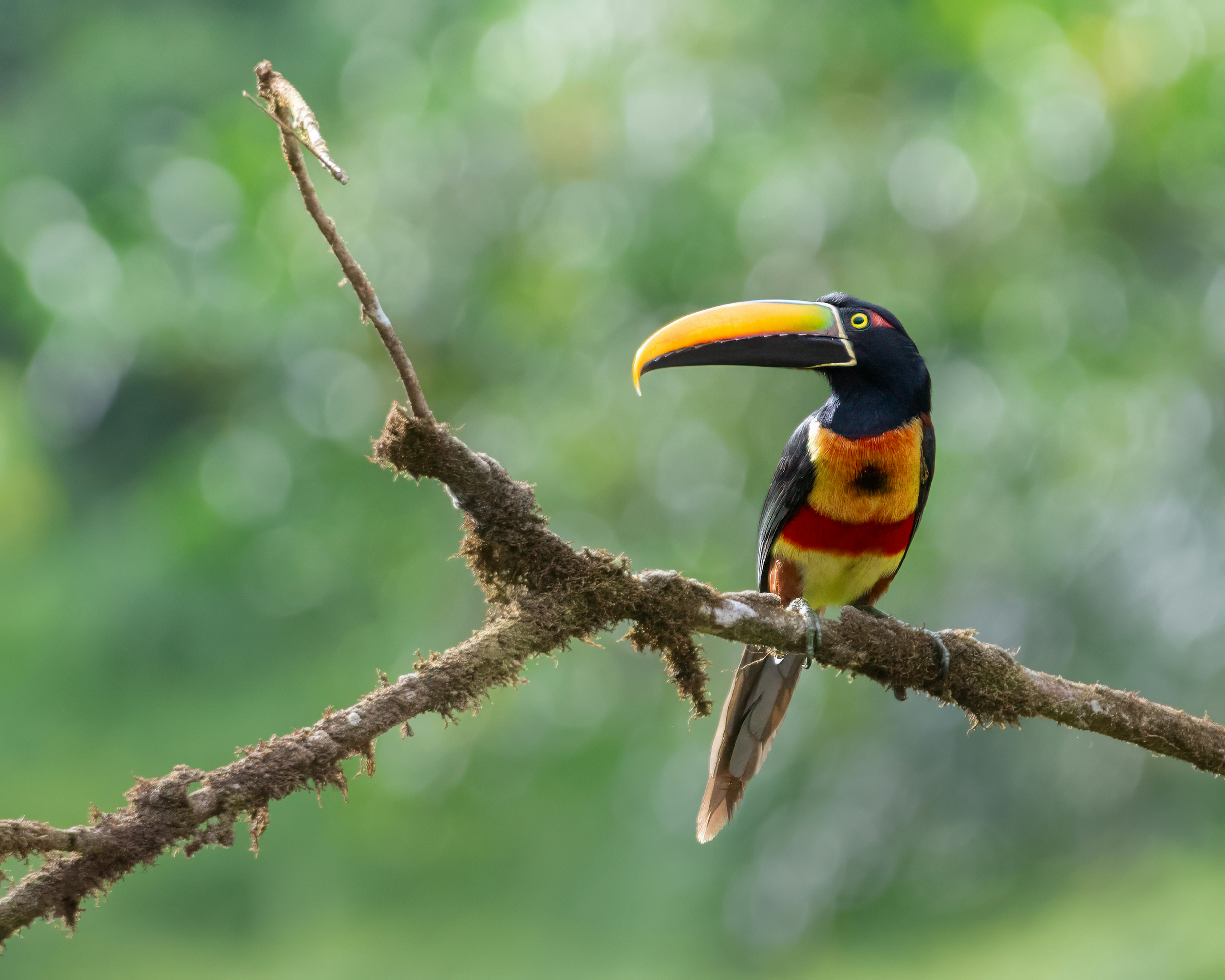 Fiery-billed Aracari