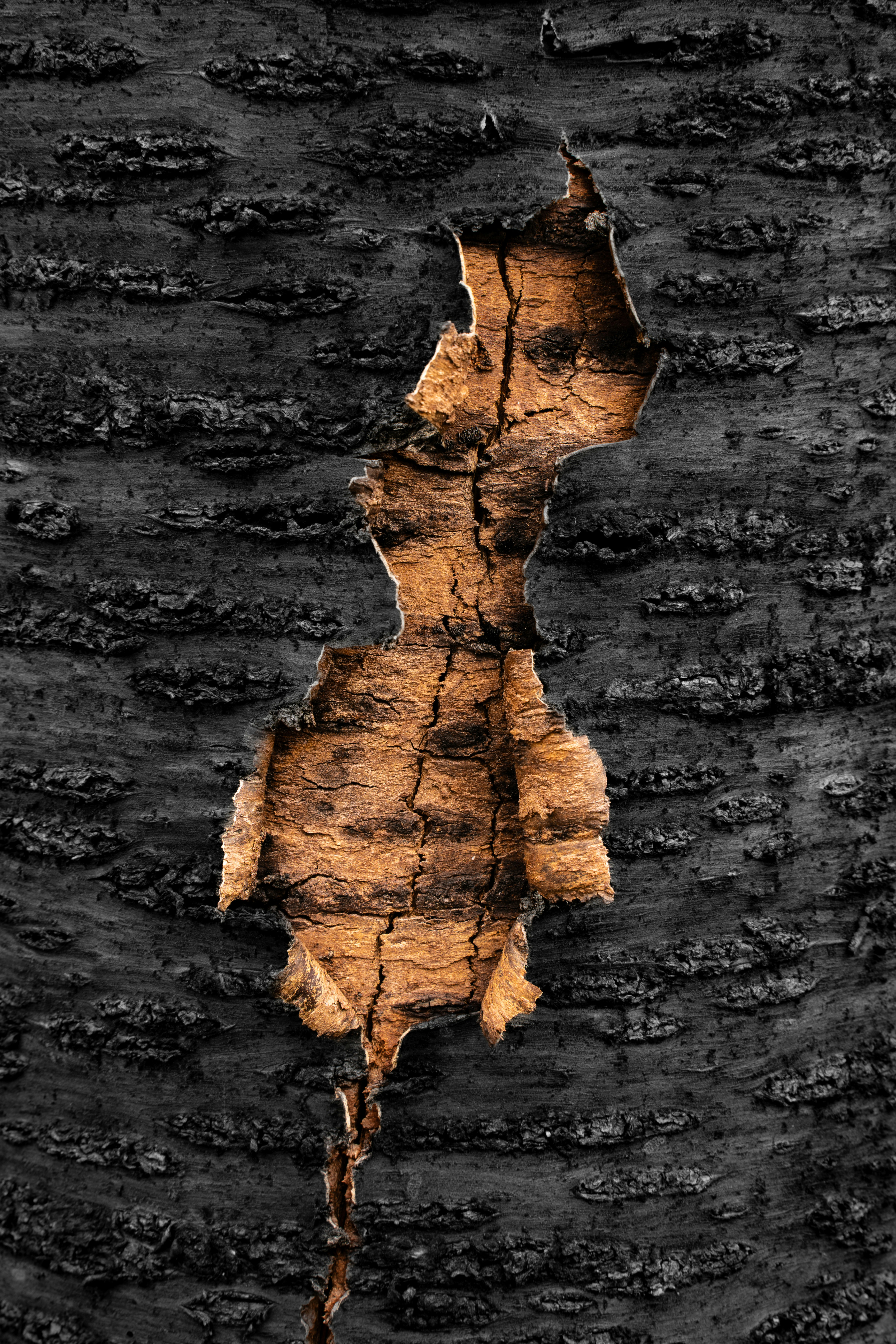 Charred Exterior Reveals a Golden Crust: A Portrait of Weathered Bark