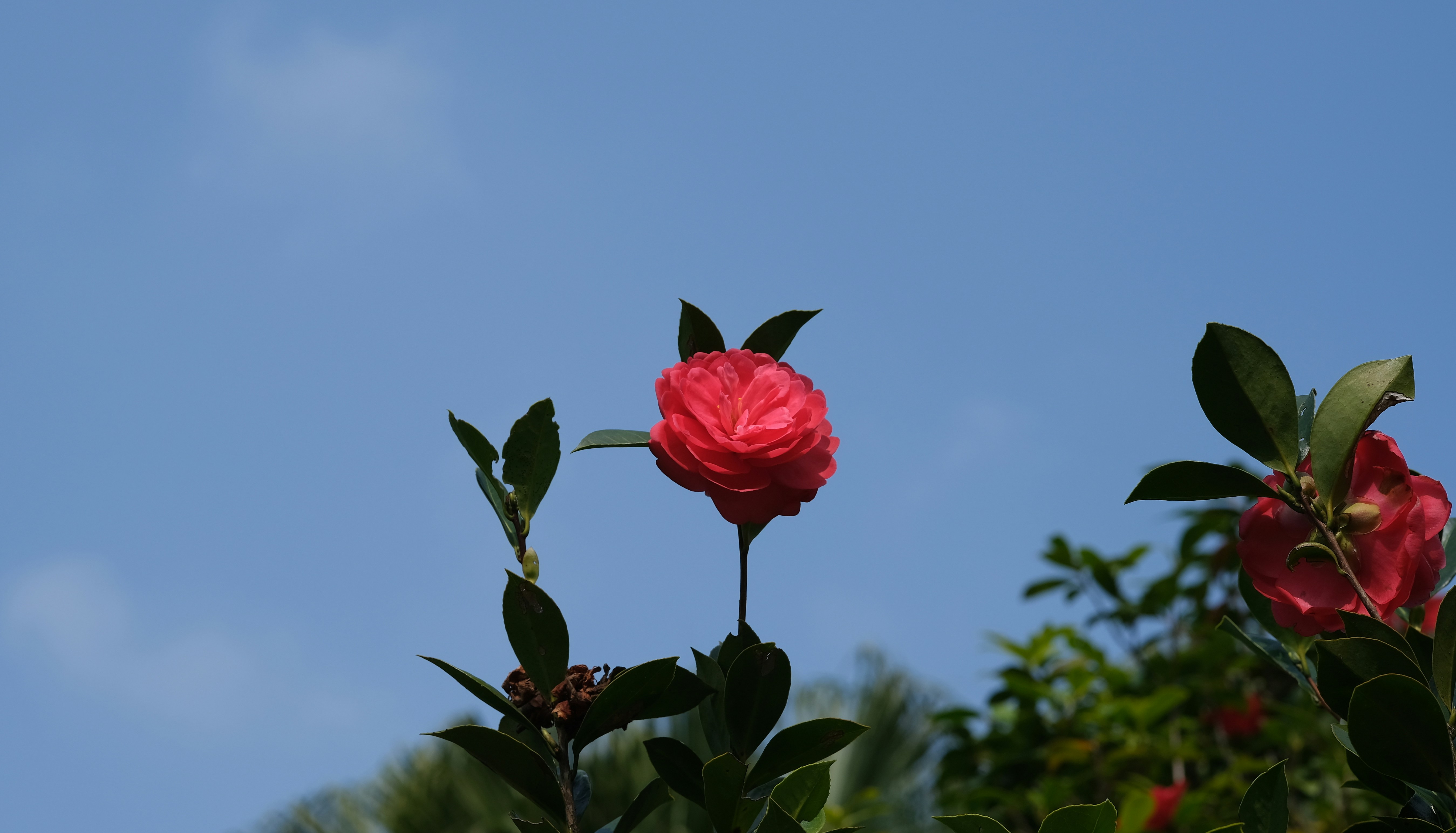 Crimson Rose Against a Quiet Blue Sky