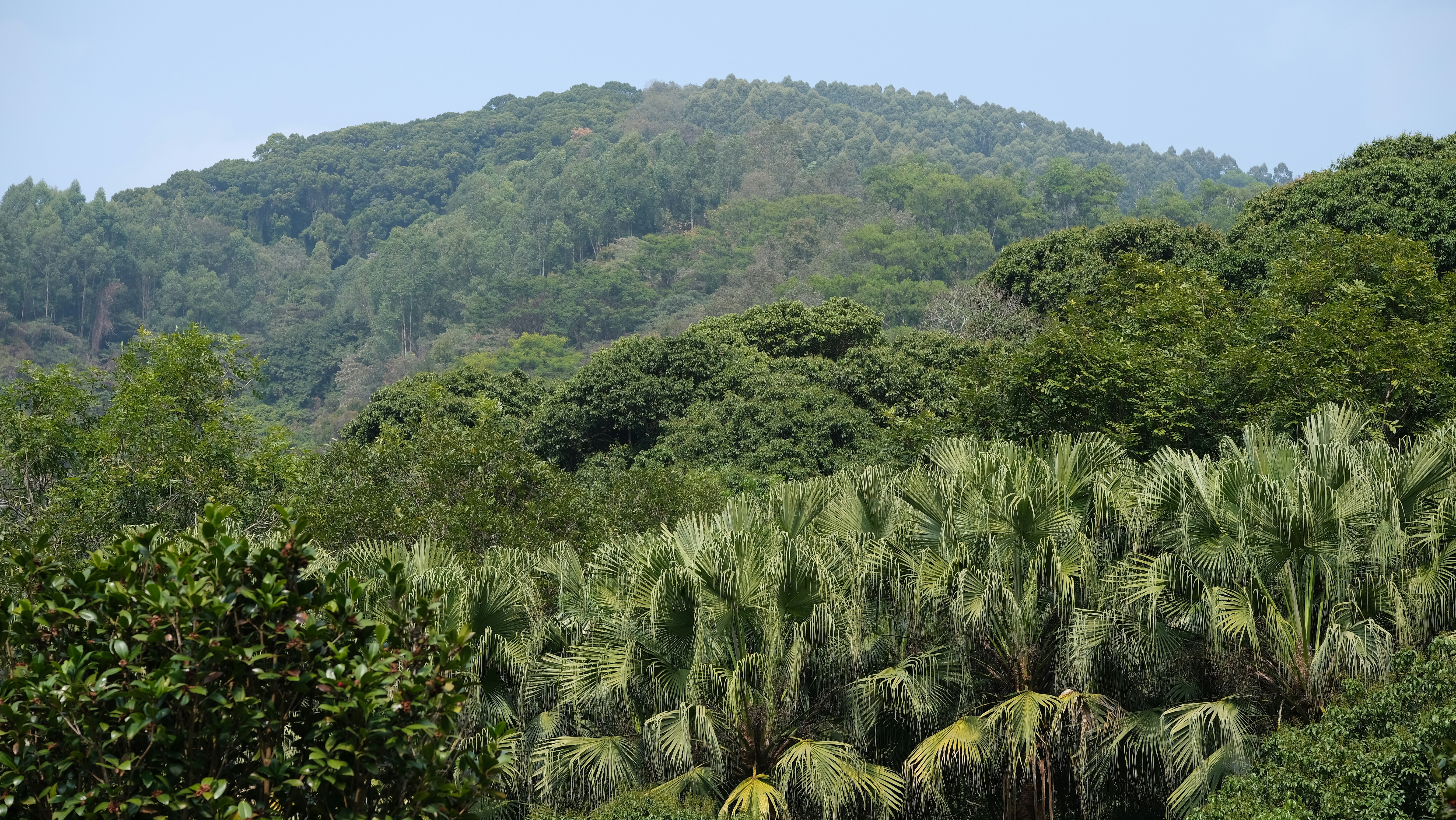 A green hill covered in trees.