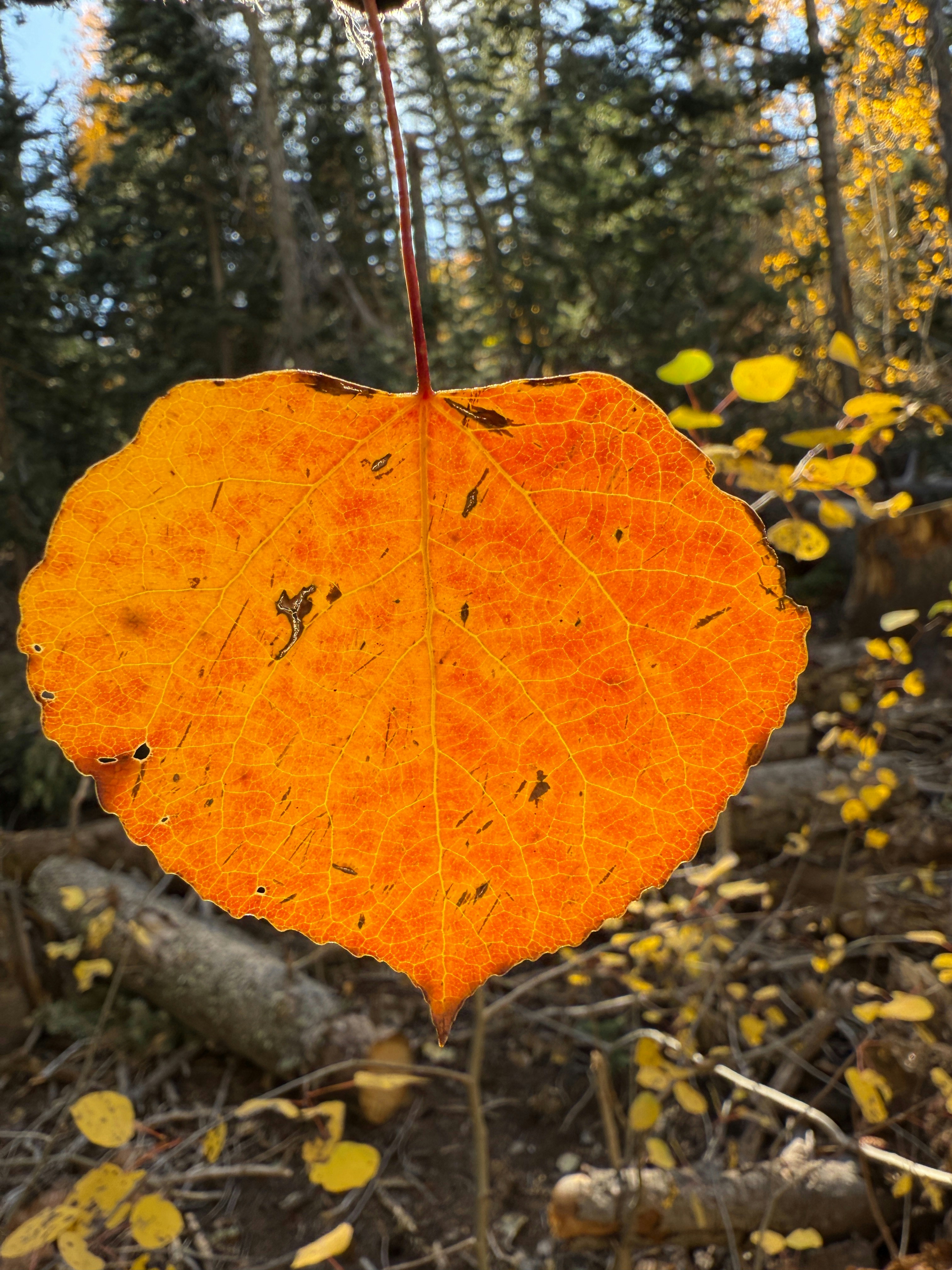 Sunlit Ember: A solitary autumn leaf in a forest glow