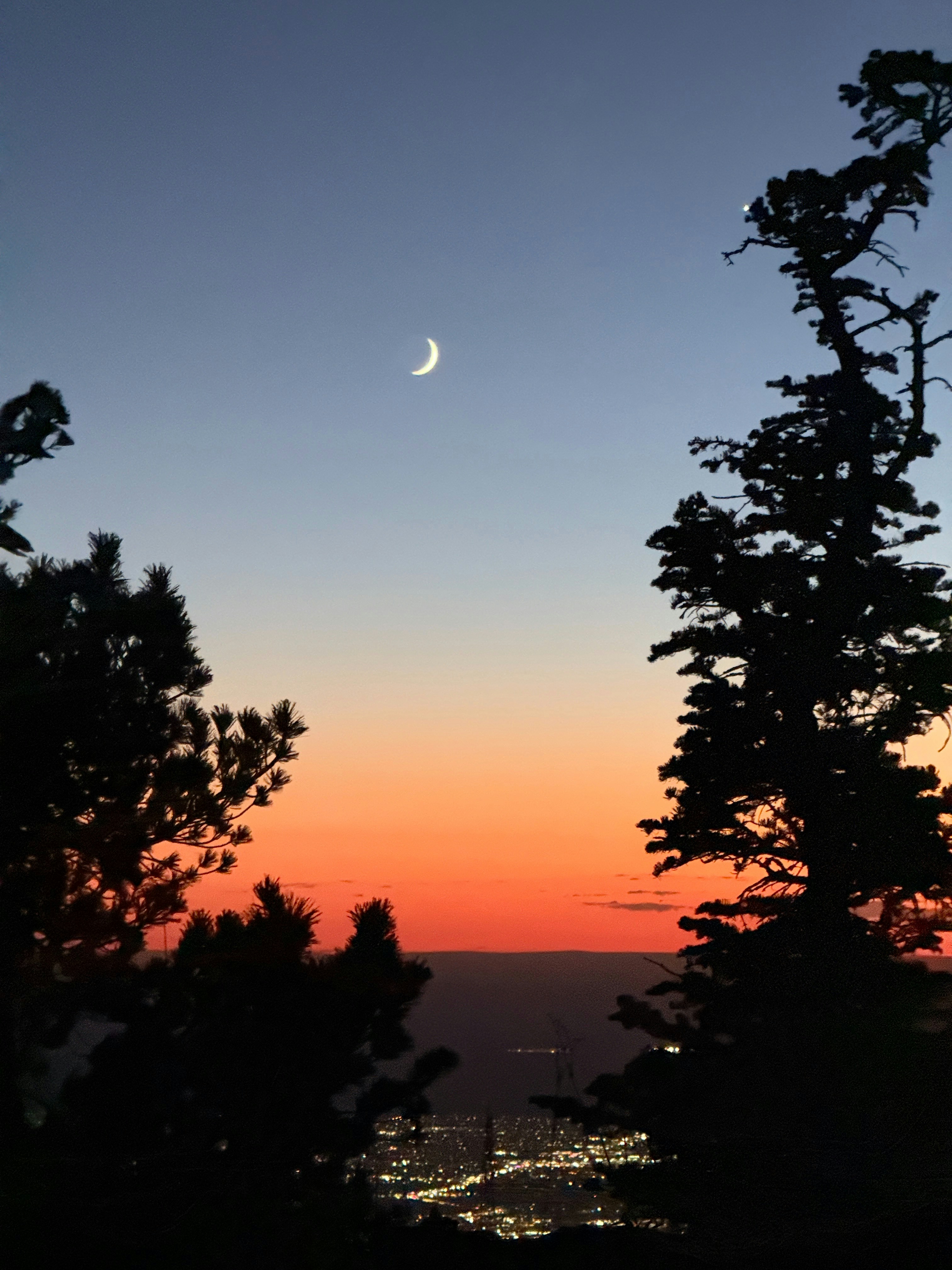 Crescent Above a City Sunset between Silent Pines