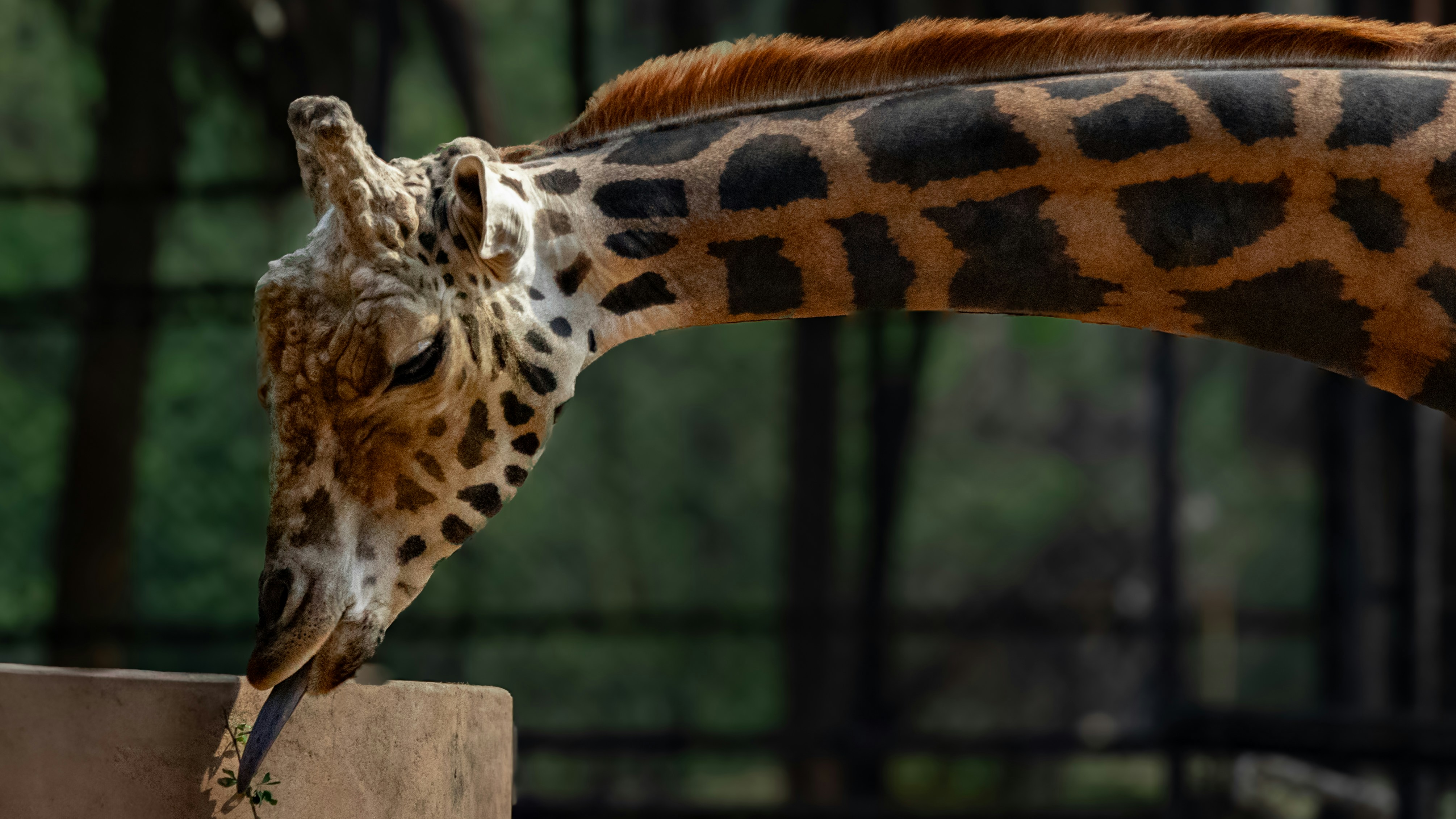 Giraffe extending its neck to drink from a concrete trough in a zoo enclosure.