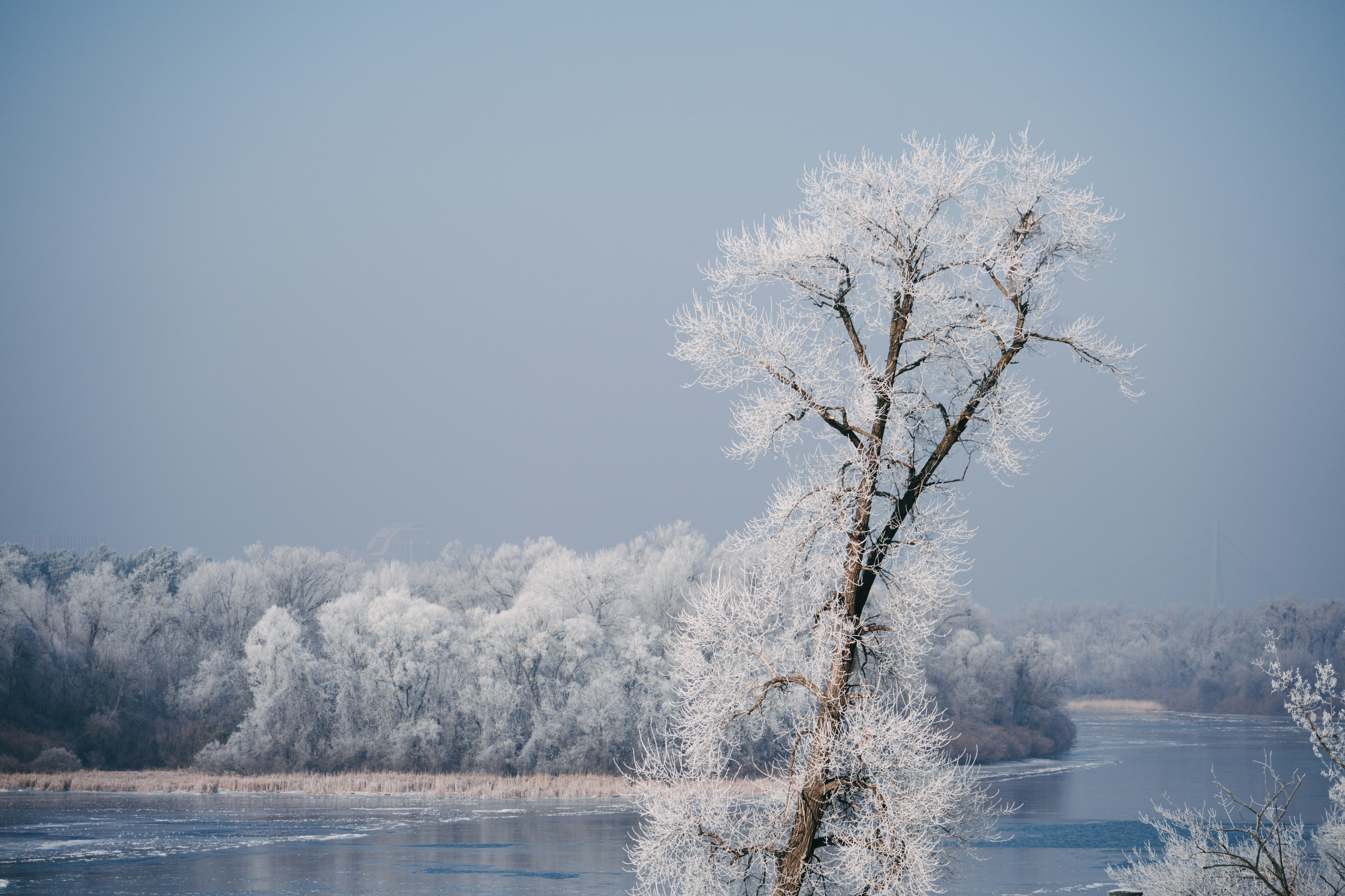 Frost-covered trees bend over a tranquil river under a clear blue sky.