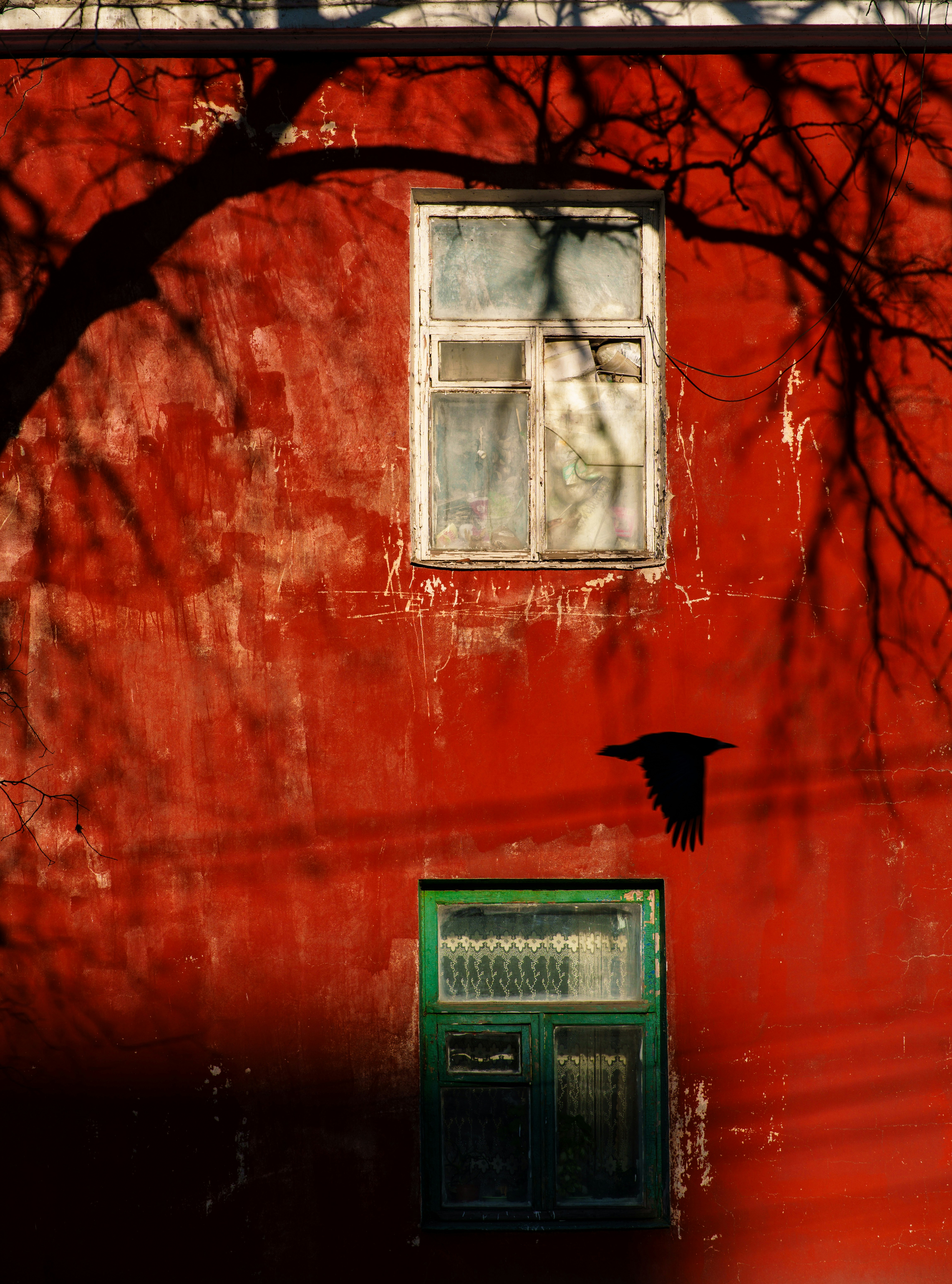 Crimson Facade in Flight: A Black Bird Over a Dual-Window Wall