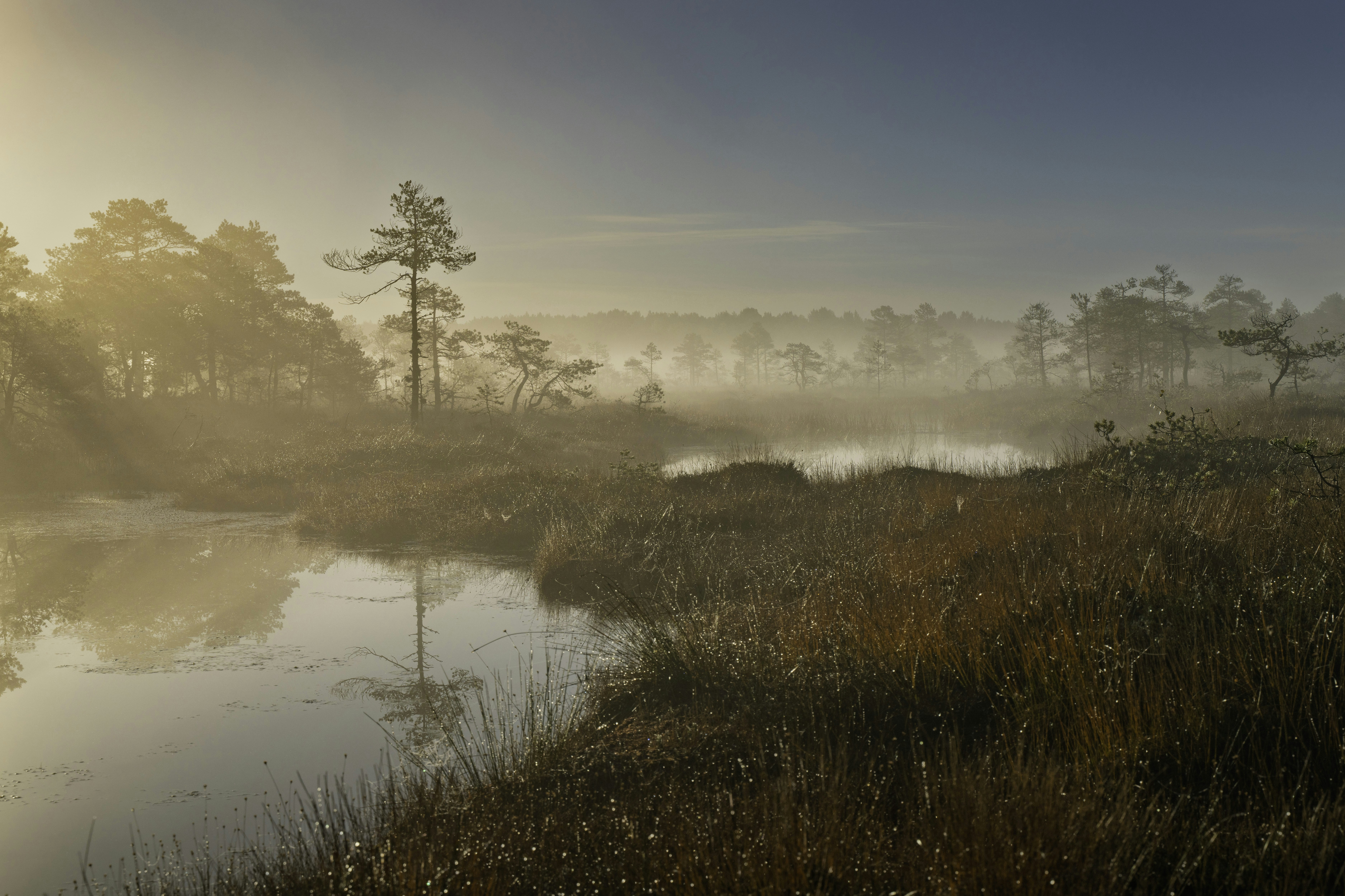 Whispering Dawn Over Misty Wetlands