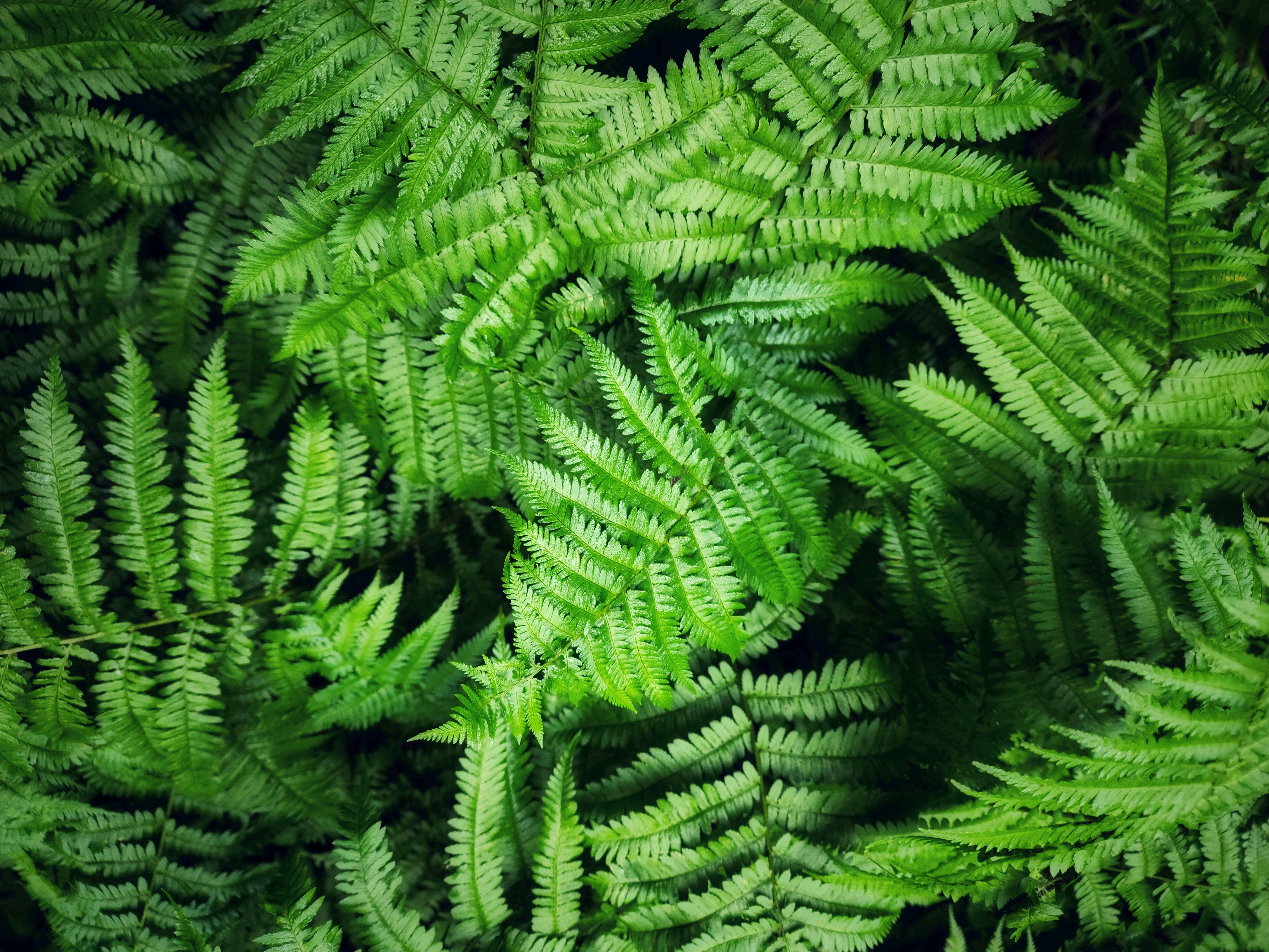 A close up of a bunch of green plants photo – Free Plant Image on Unsplash