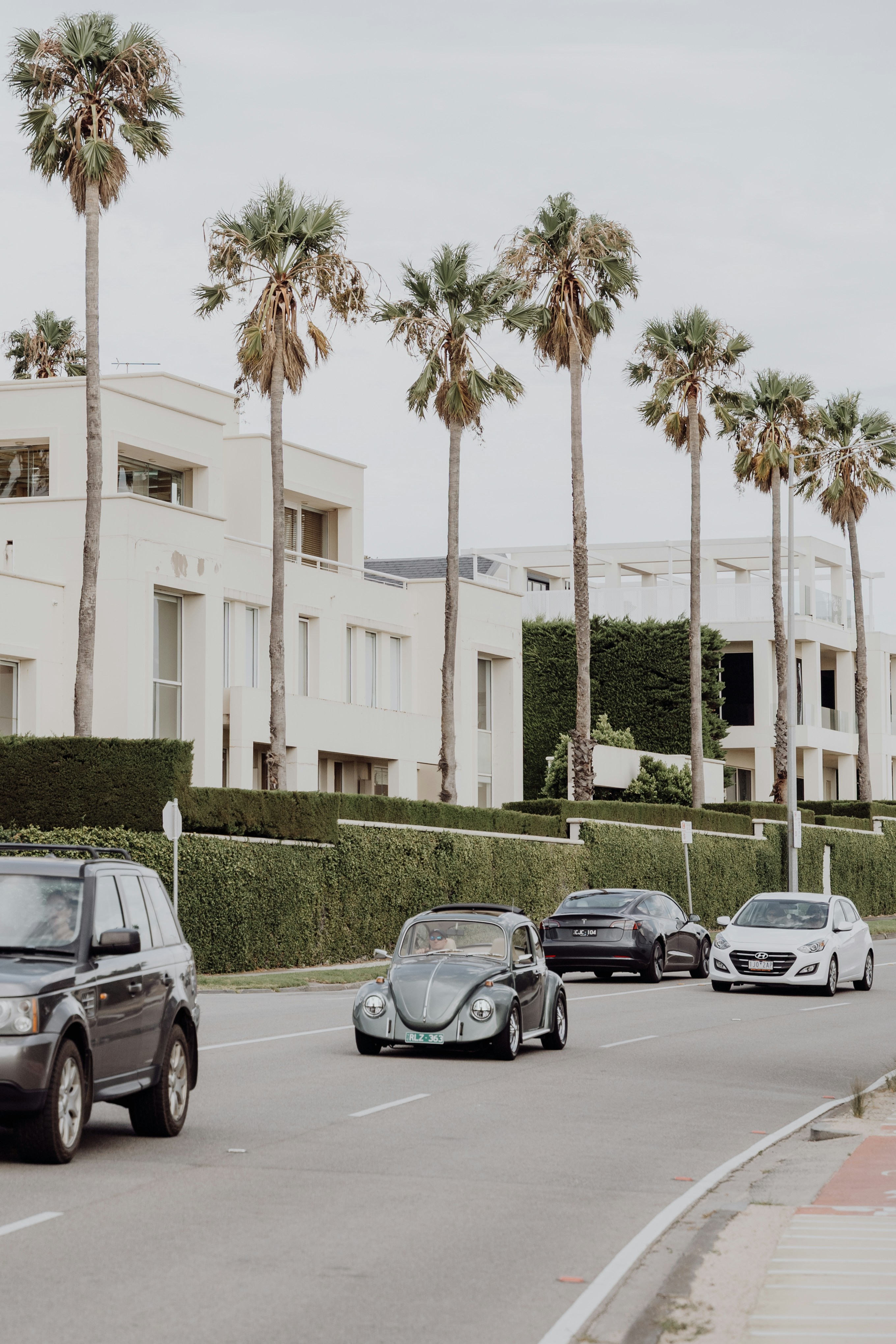 Emerald Beetle on a Palm-Lined Boulevard