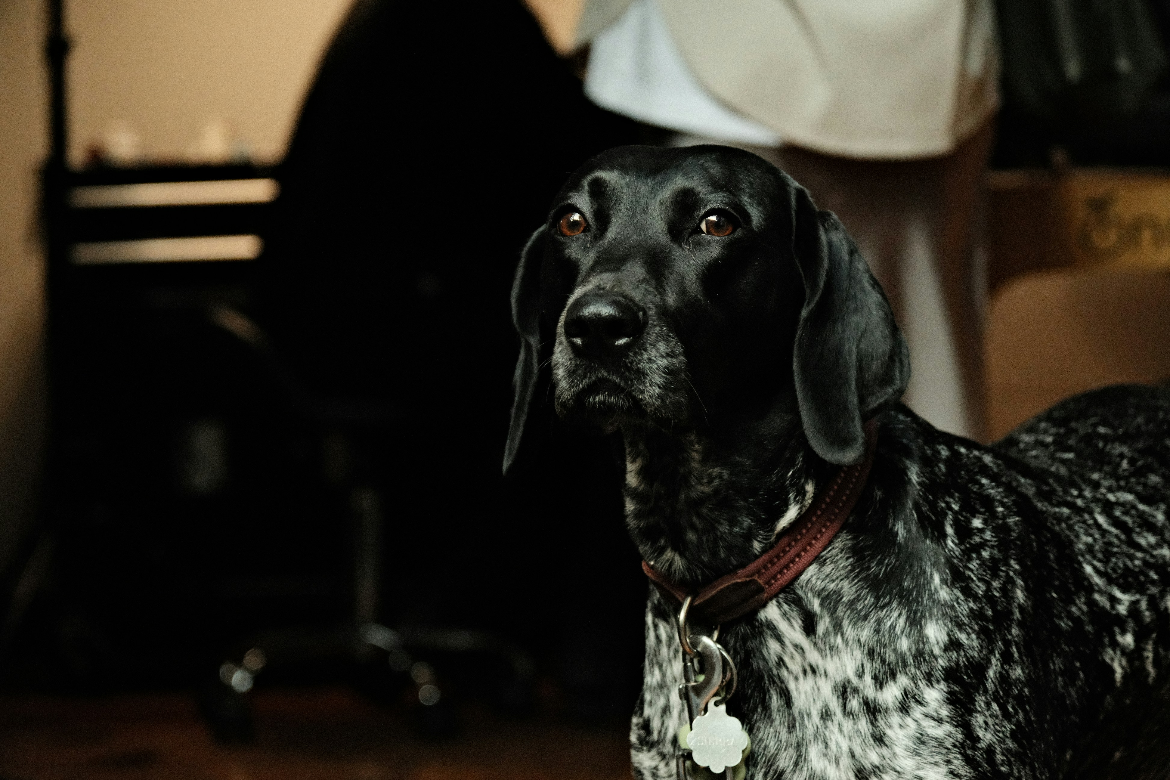 Dark-Coated Retriever in Low Light: Quiet Confidence in a Home Studio