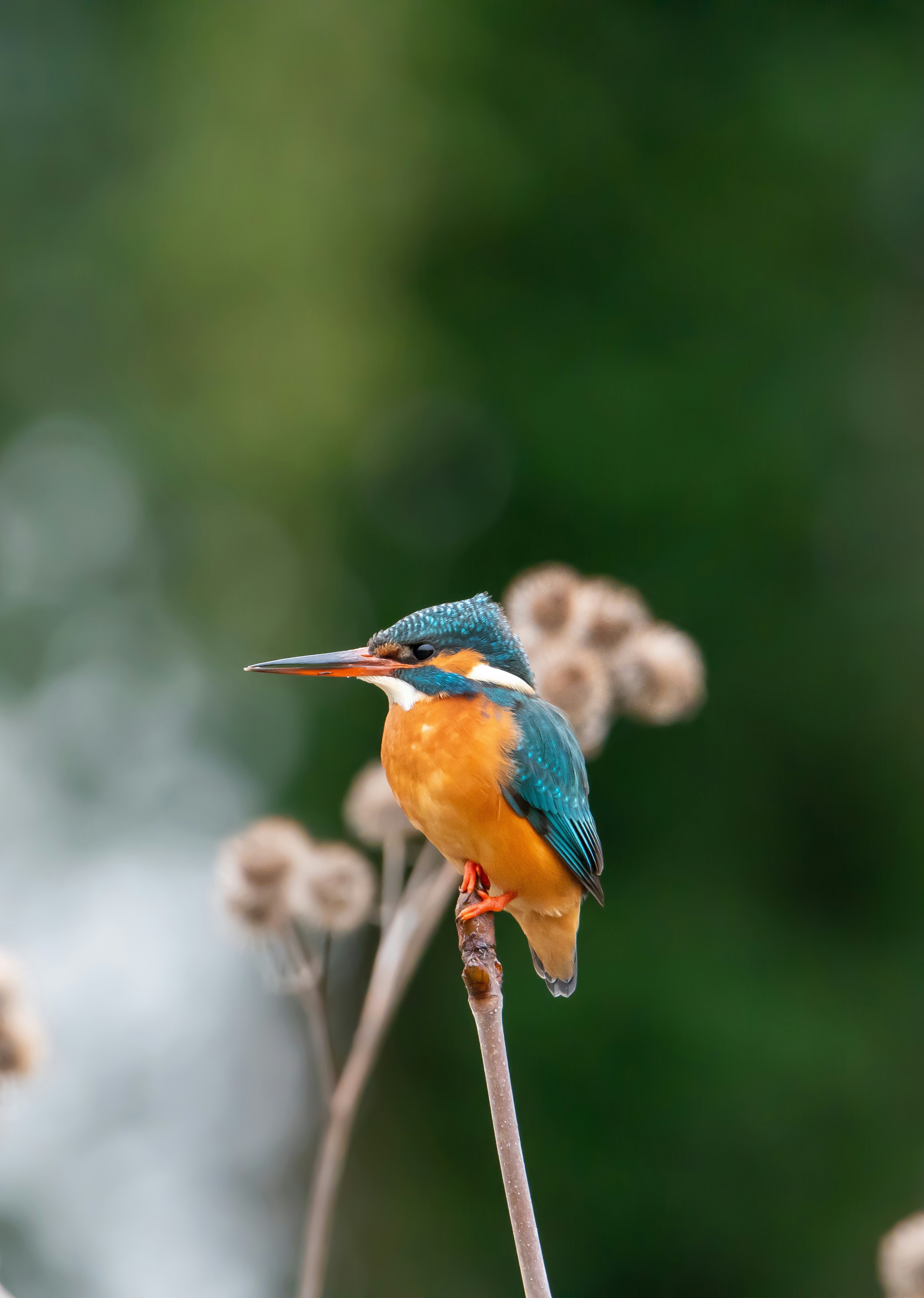 Perched Kingfisher: cobalt crown and orange chest on a slender reed