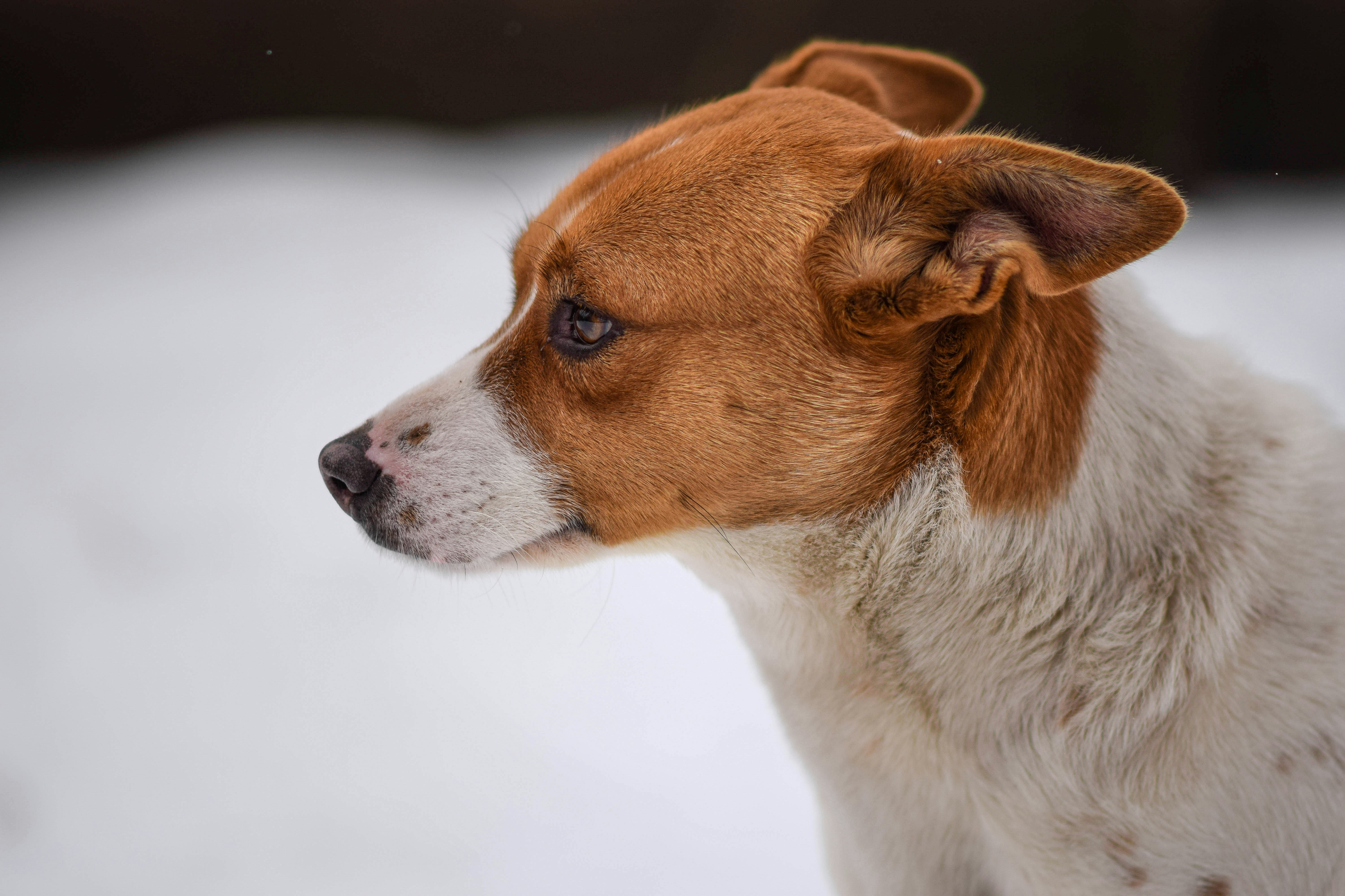 The dog is sad. We can never understand what is on their minds. They cannot tell us about it. We can only guess what is bothering them, but these are only guesses. Such is their life - always being alone with their problems. And no one but them is able to solve their questions. And the dog stands, looking for someone in the distance, and he does not know who. He just looks and maybe waits for his owner, who will come home and give him food or friends like him, to get rid of his sadness...?