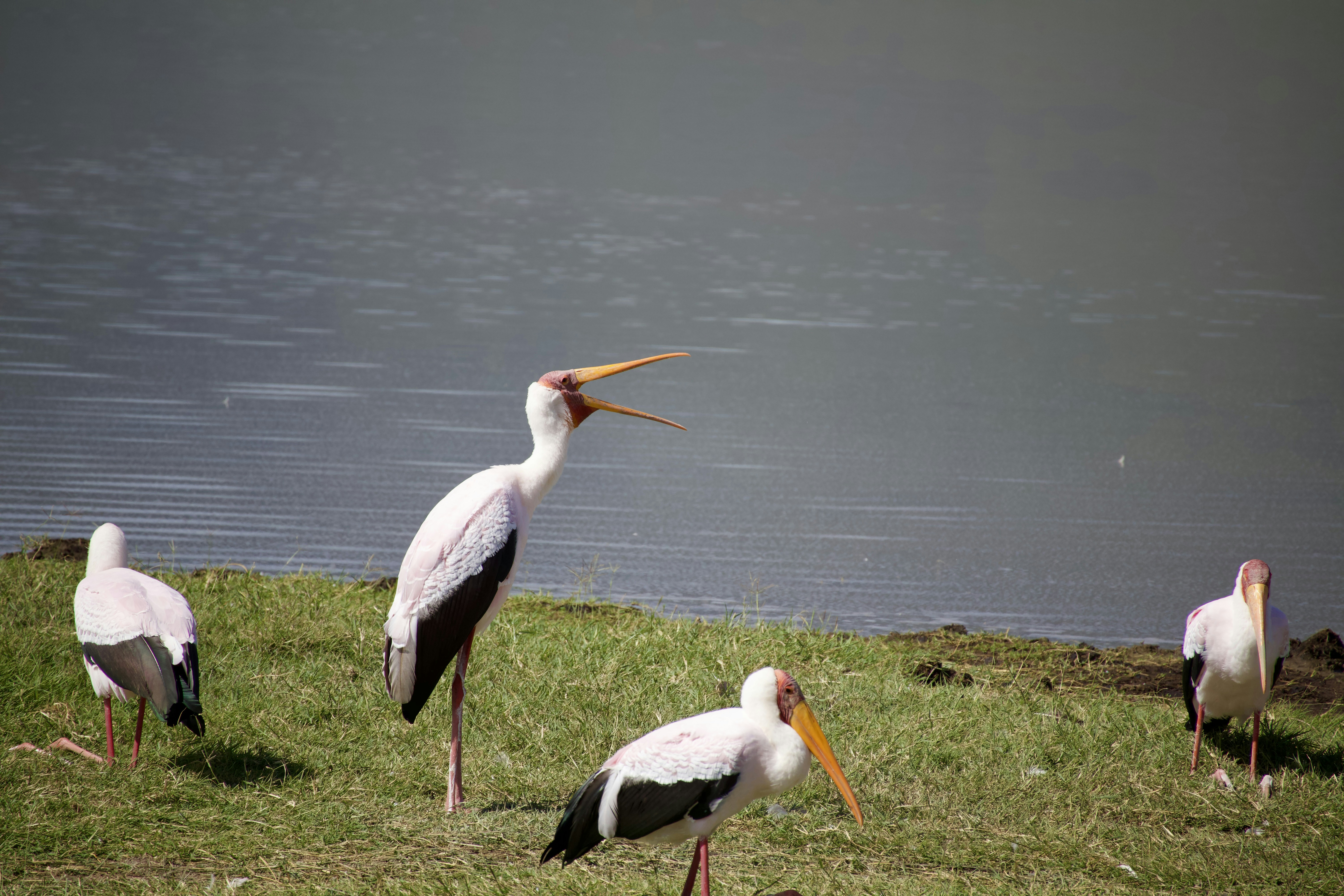 Open-Beak Call at the Shore: Center Pelican Leads a Trio