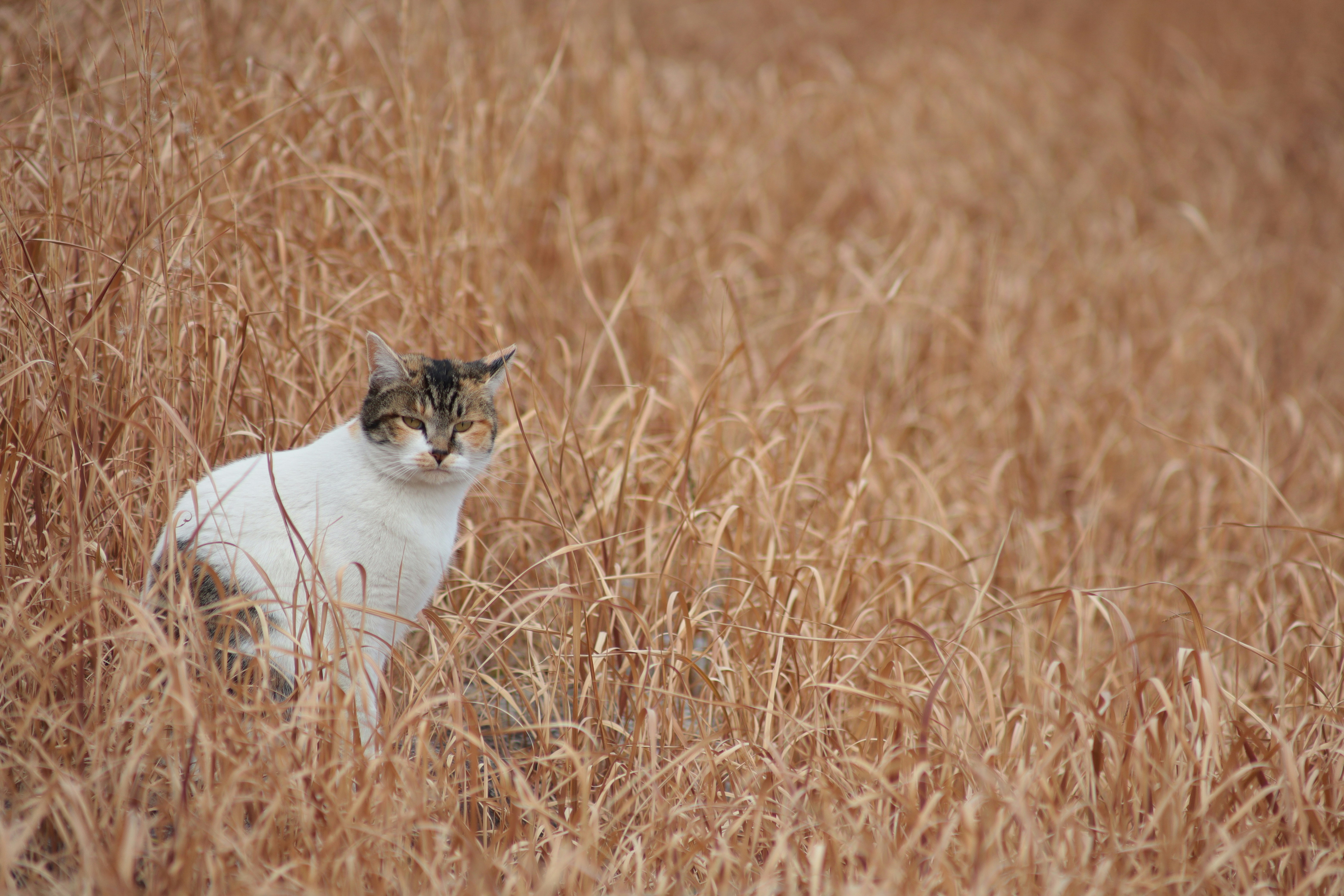 A cat sits in yellow hay-colored grass. Rule of thirds. Negative space.