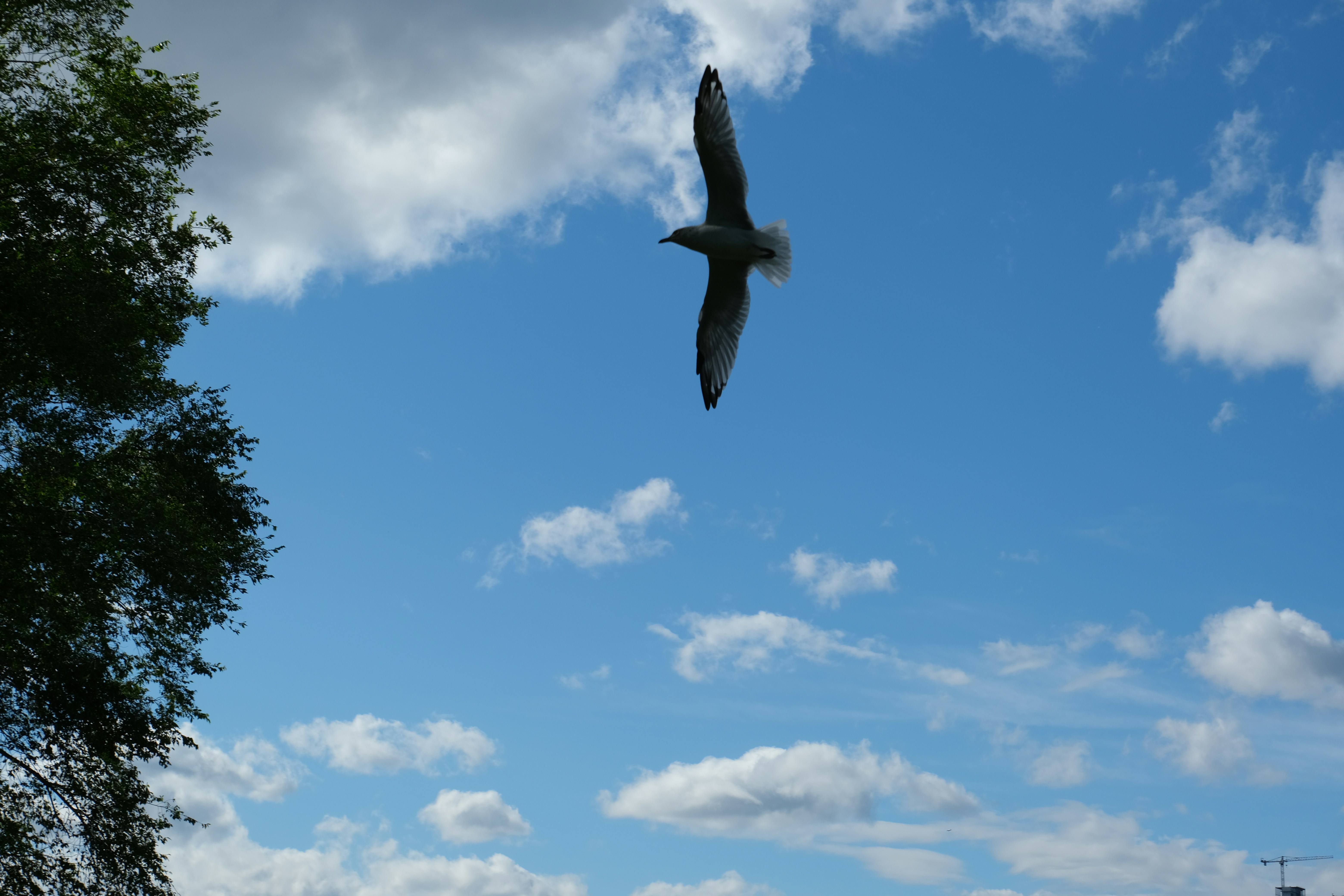 A bird flying in the air with a blue sky in the background