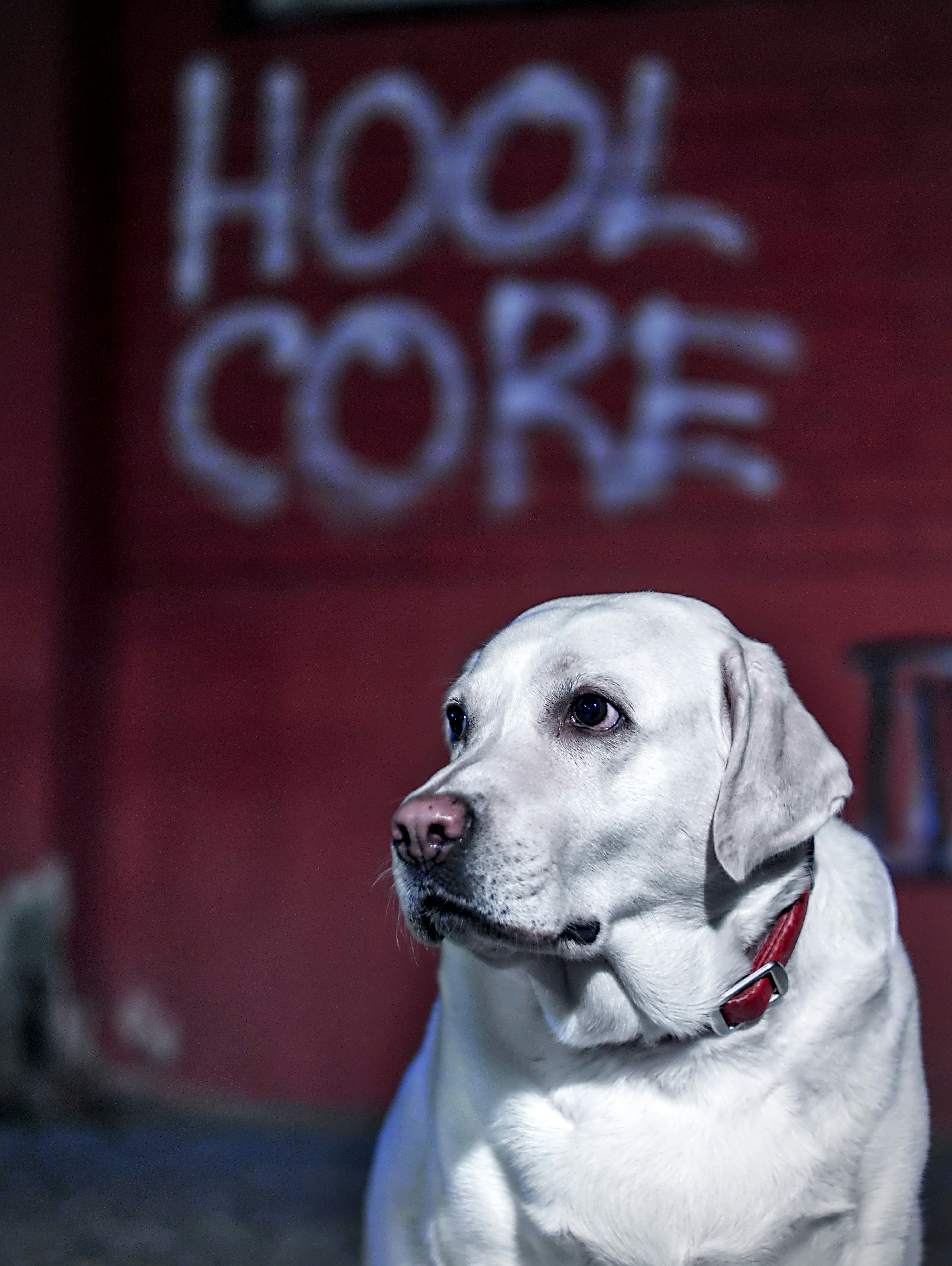 A white dog sitting in front of a red building