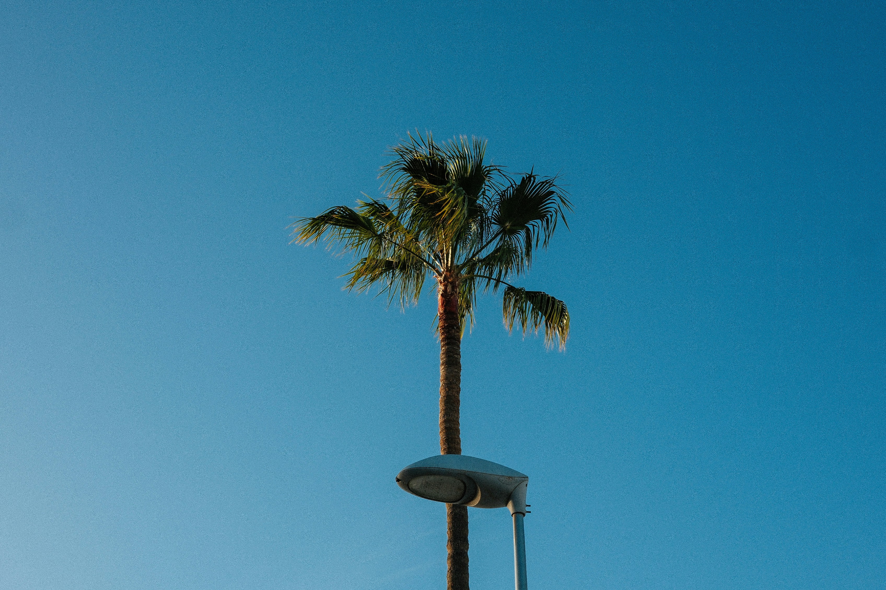 Tall palm tree silhouetted against a bright blue sky next to a modern streetlamp.