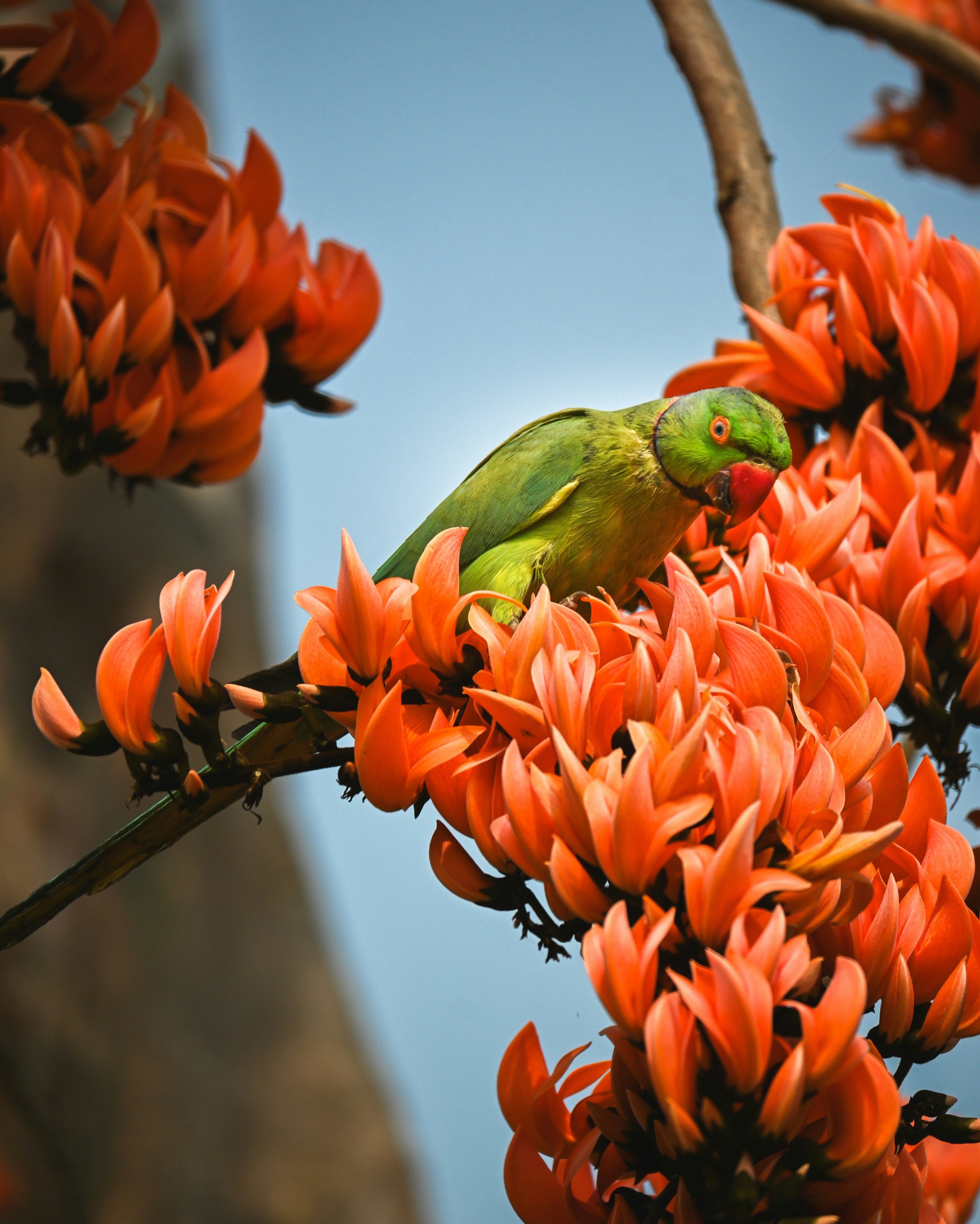 Emerald Lorikeet Perched Among Flaming Coral Blossoms
